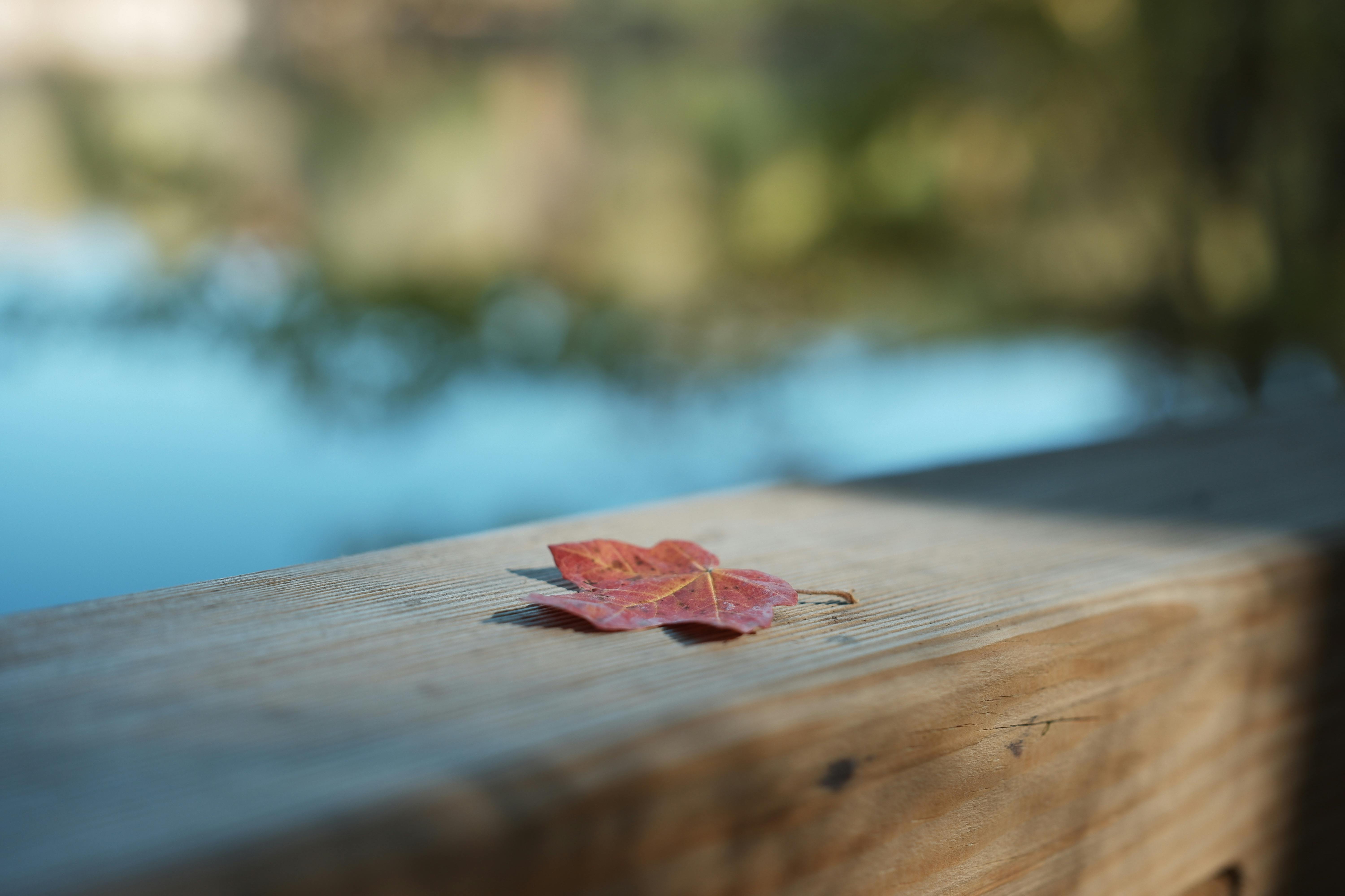 Autumn Leaf on Wooden Railing · Free Stock Photo