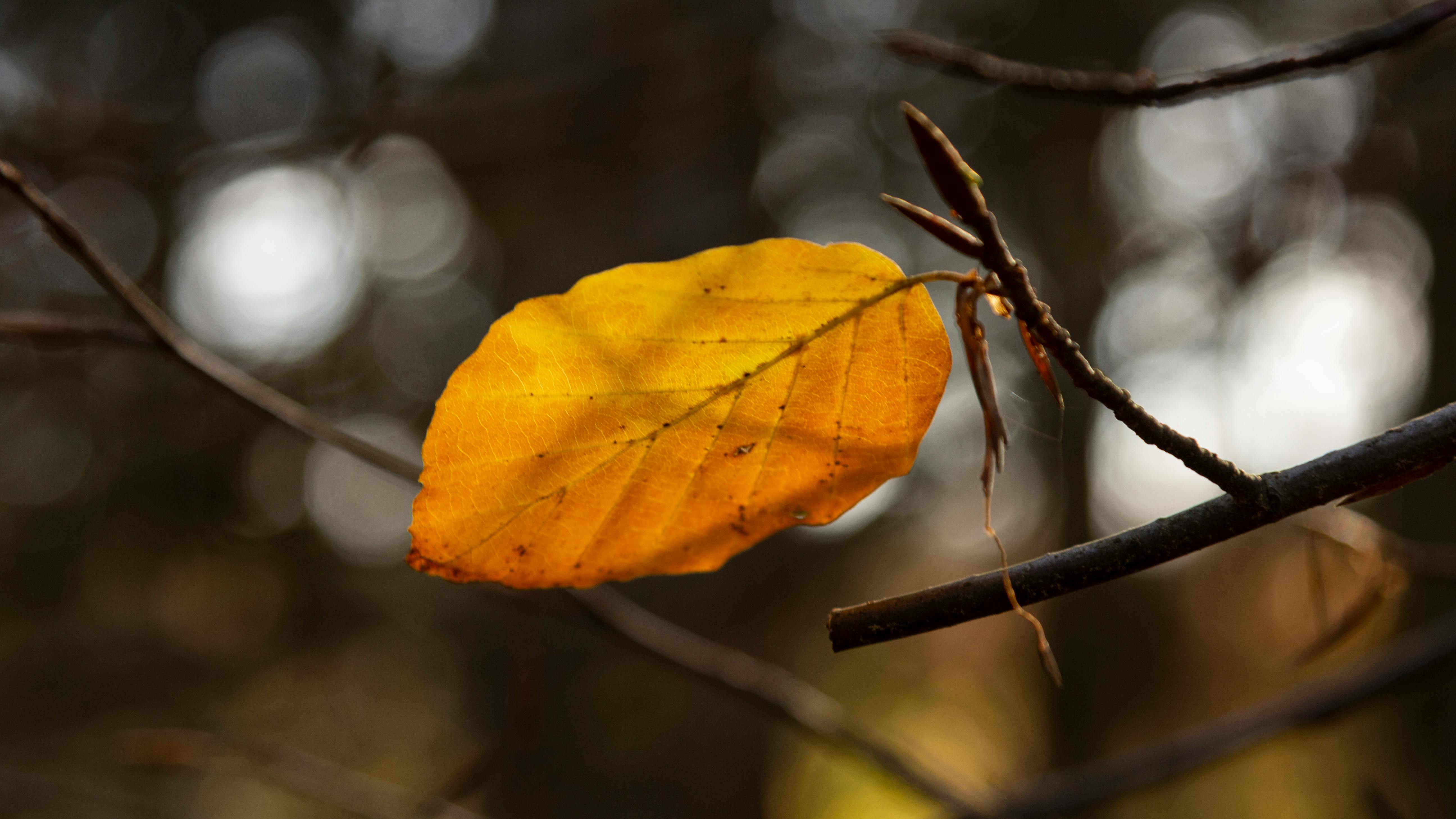 Single Yellow Gold Autumn Leaf · Free Stock Photo