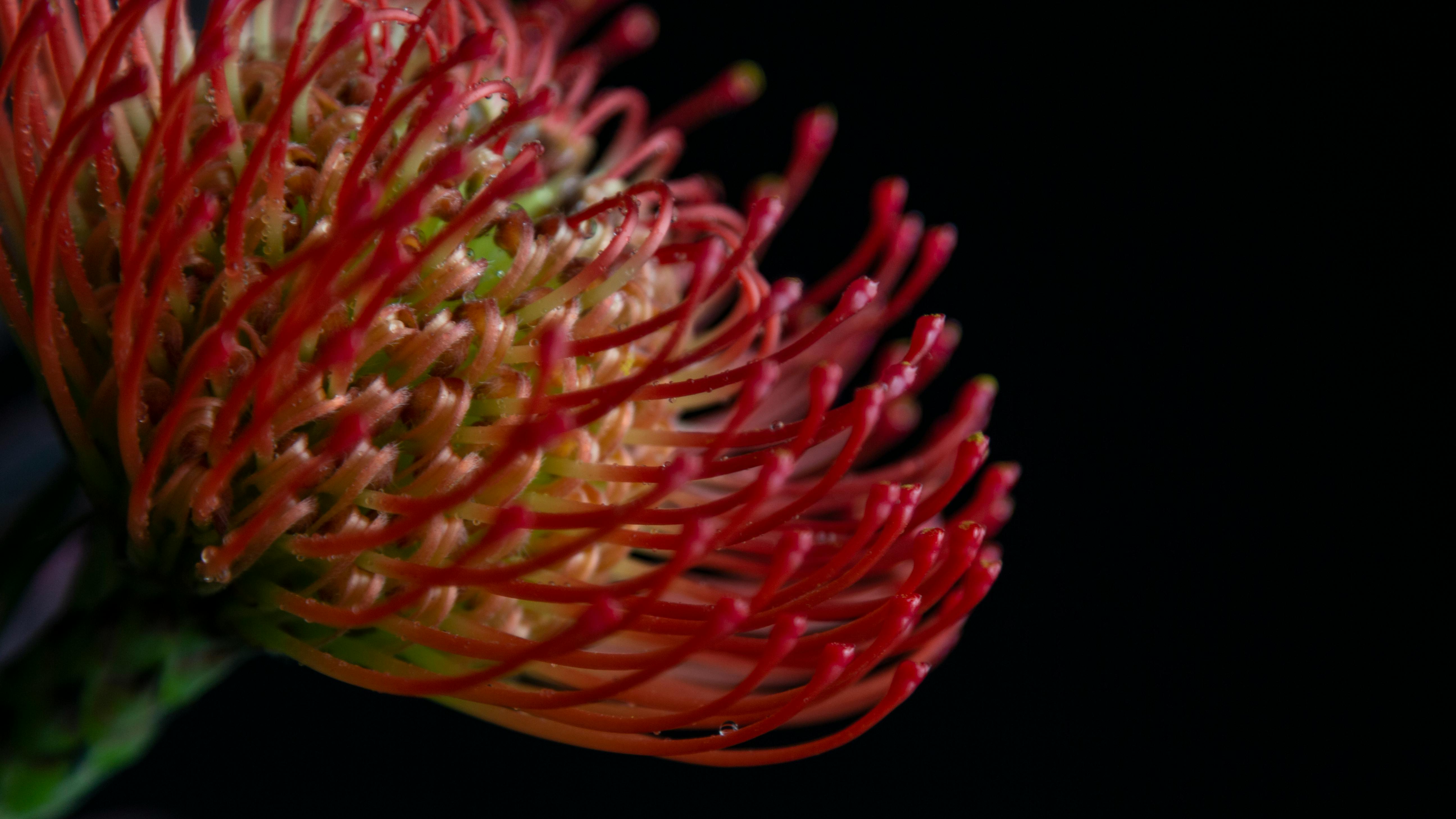 Red Flower in Close Up Shot · Free Stock Photo