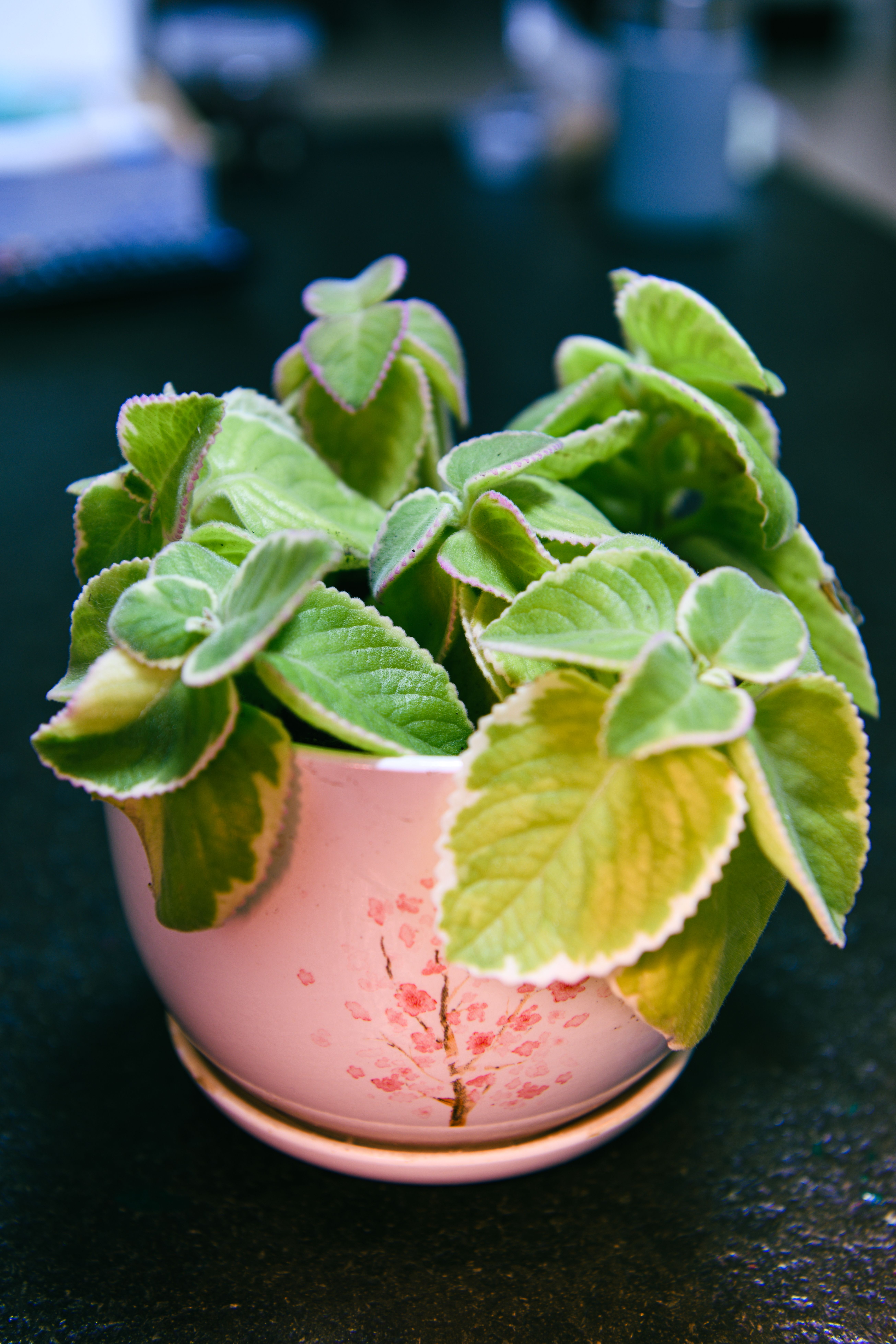 Green Variegated Mint Plant in Pink Ceramic Pot · Free Stock Photo