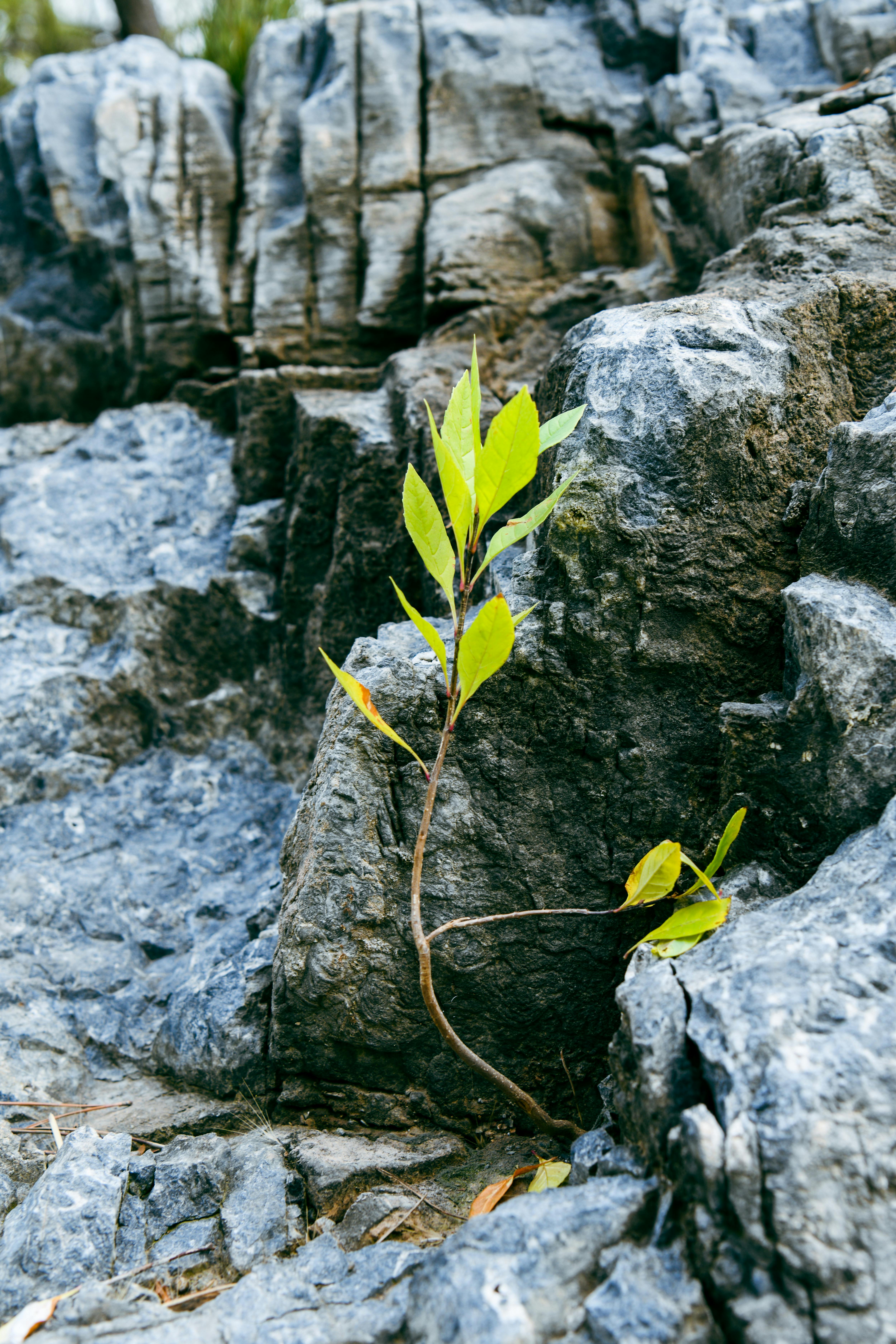Tree Sapling Growing from beneath Rocks · Free Stock Photo