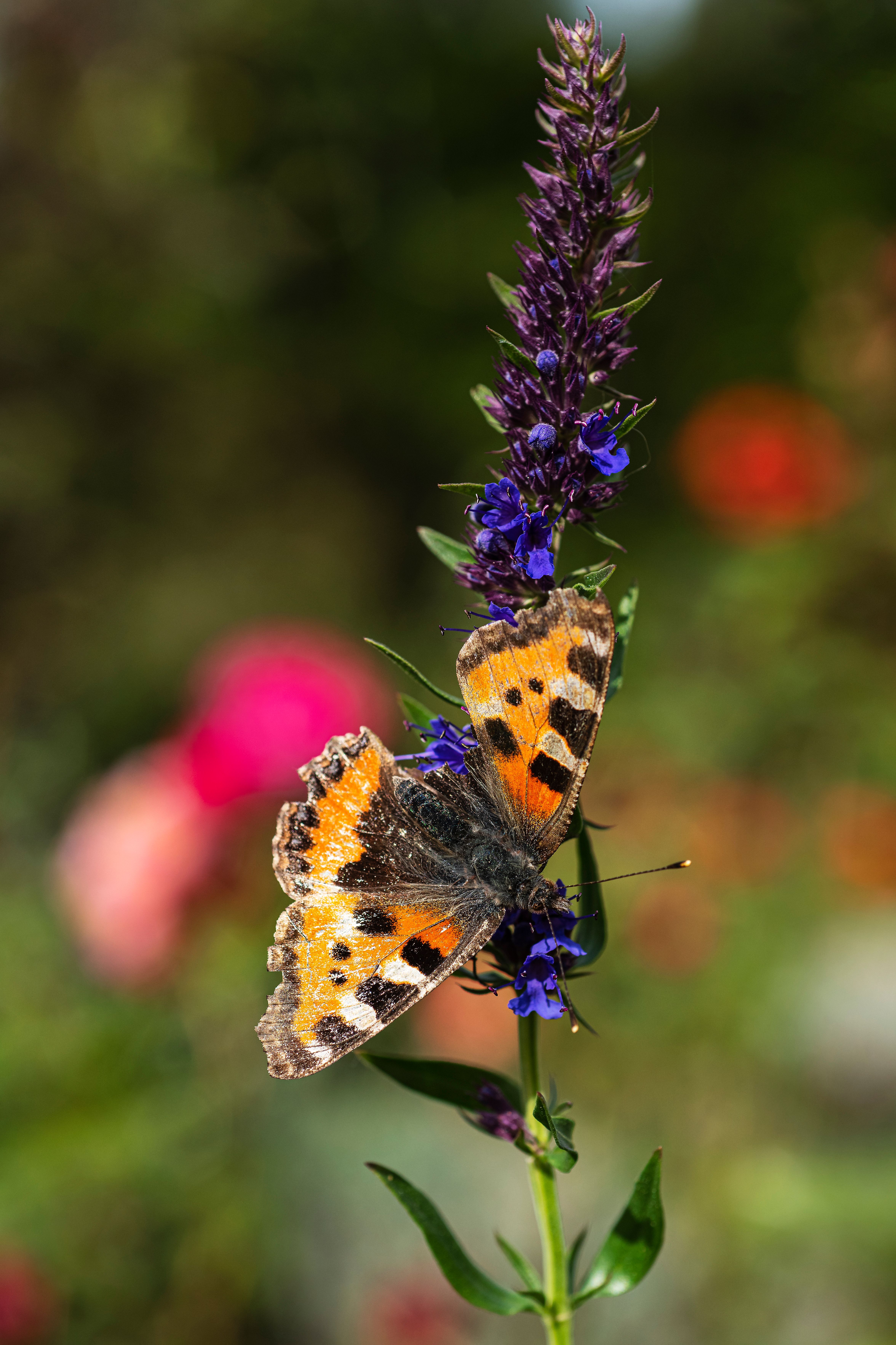 Close Up Photo of a Butterfly · Free Stock Photo