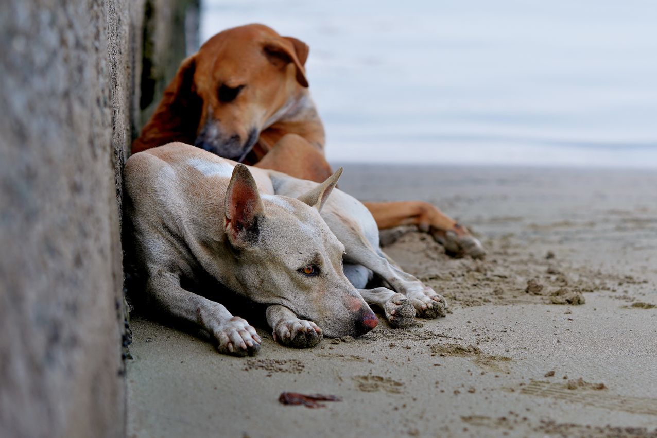 Domestication in Dogs: How They Adapted to Human Life