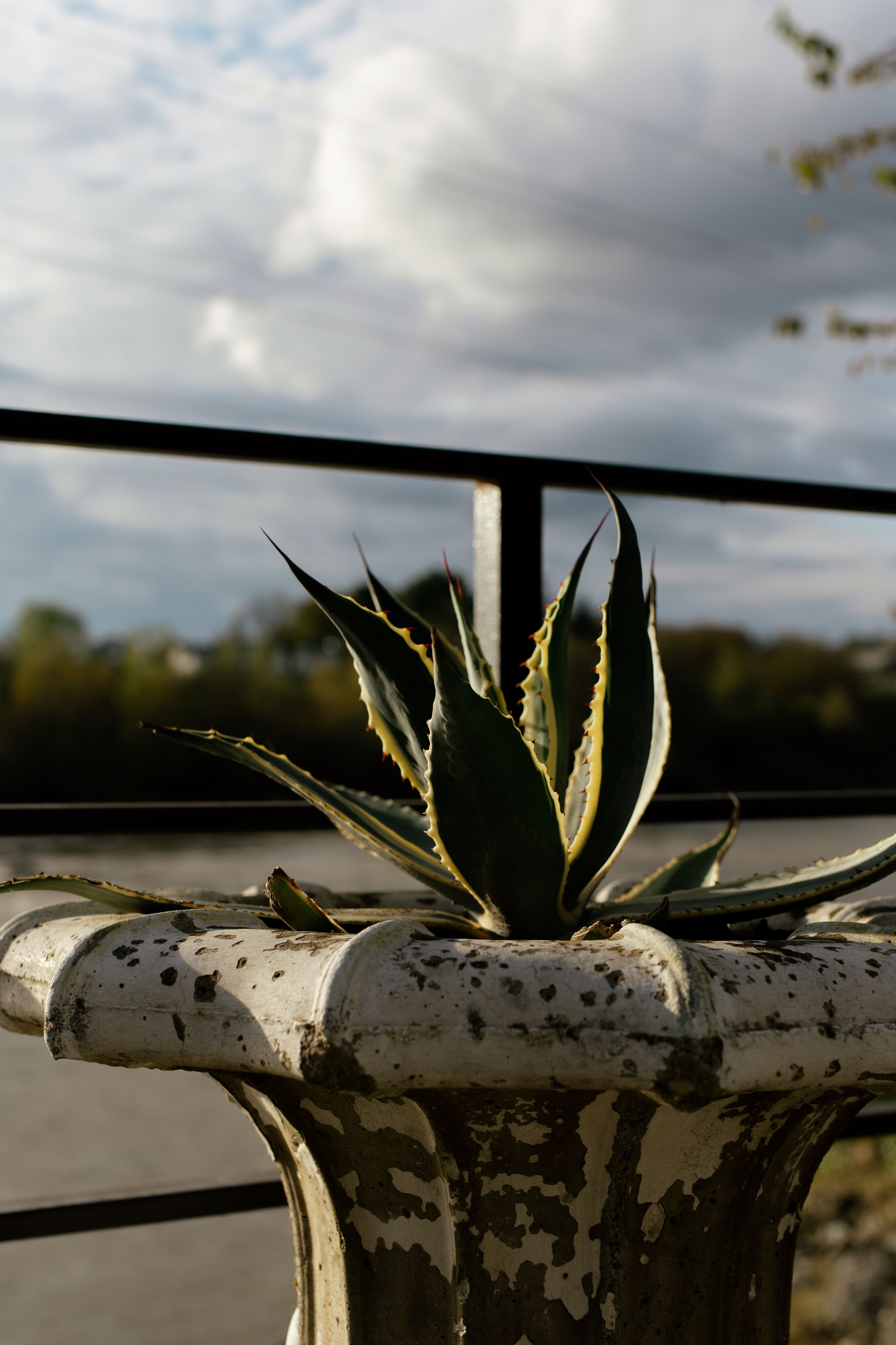 Grand Pot Photos, Download Free Grand Pot Stock Photos & HD Images