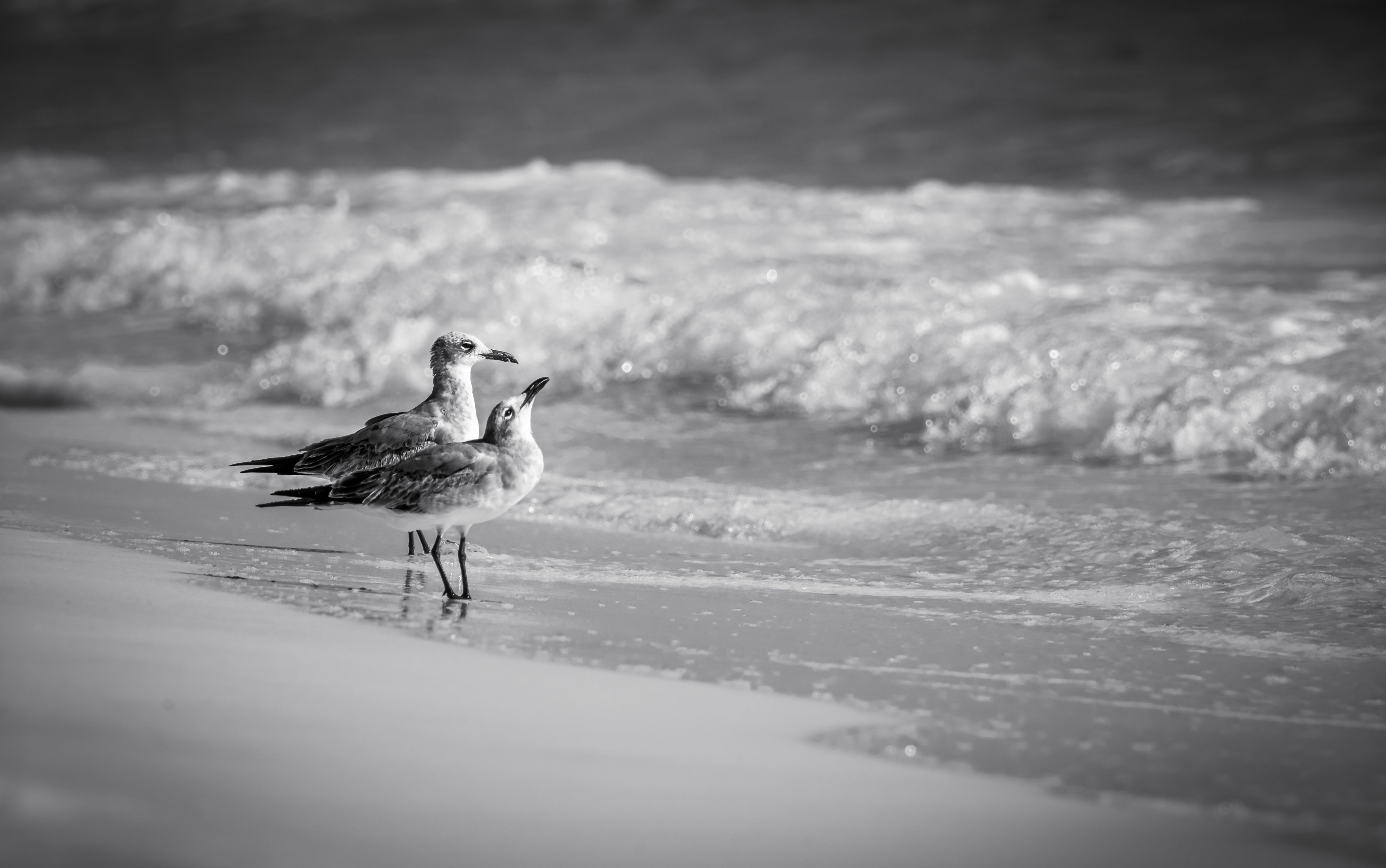 Grayscale Photo of Bird · Free Stock Photo