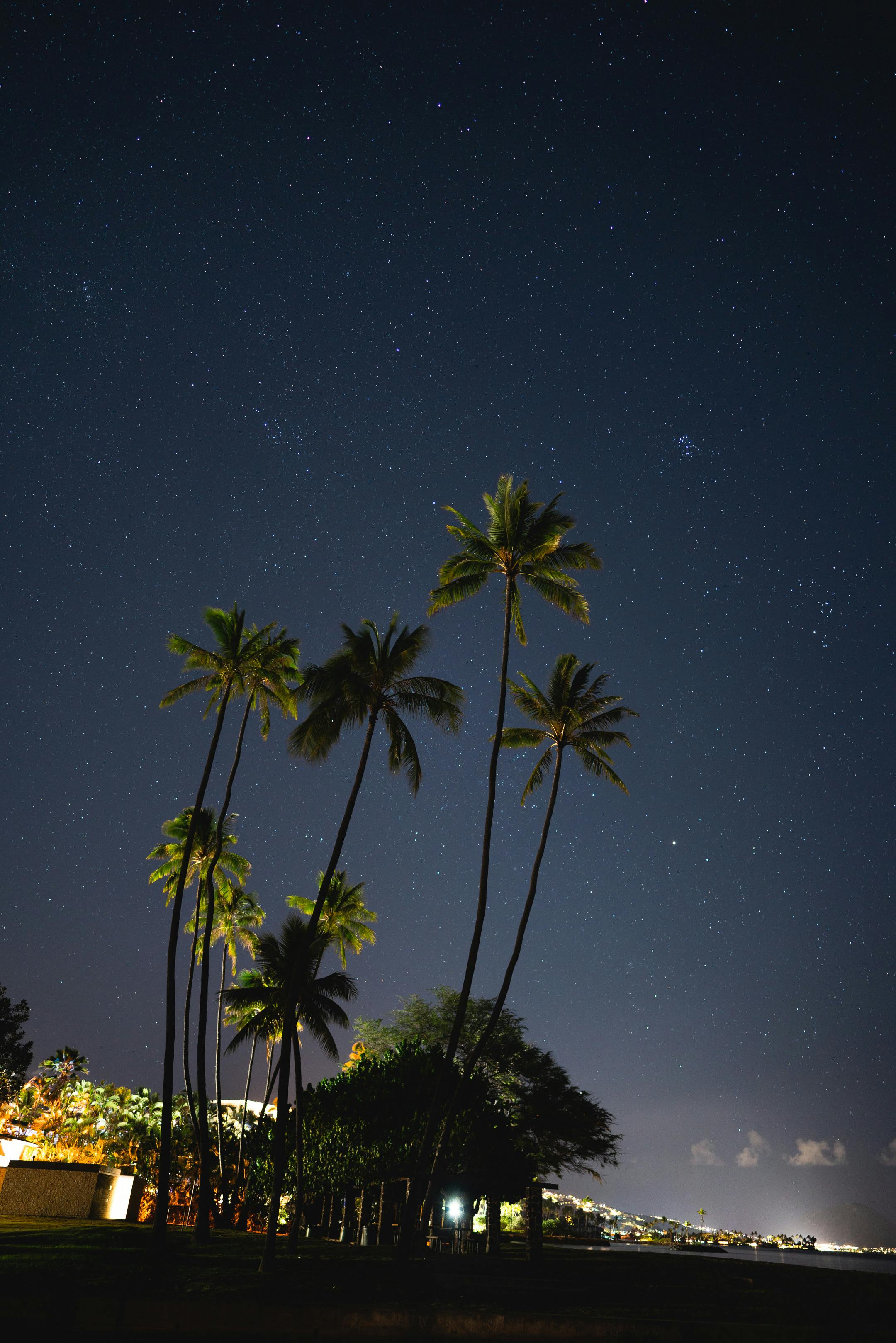 Green Coconut Trees at the Beach during Nighttime · Free Stock Photo