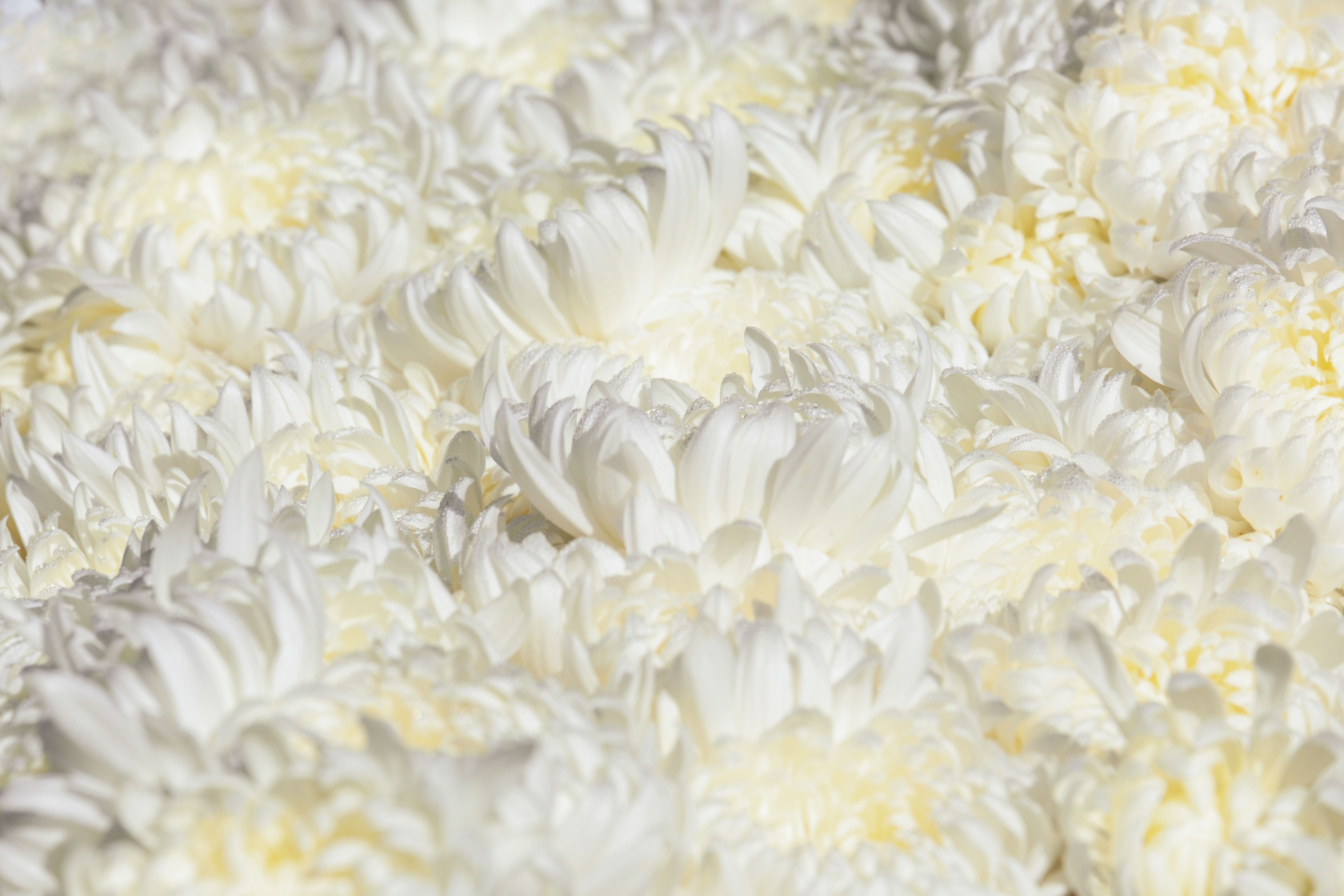 White Chrysanthemum Flowers in Close Up Photography · Free Stock Photo