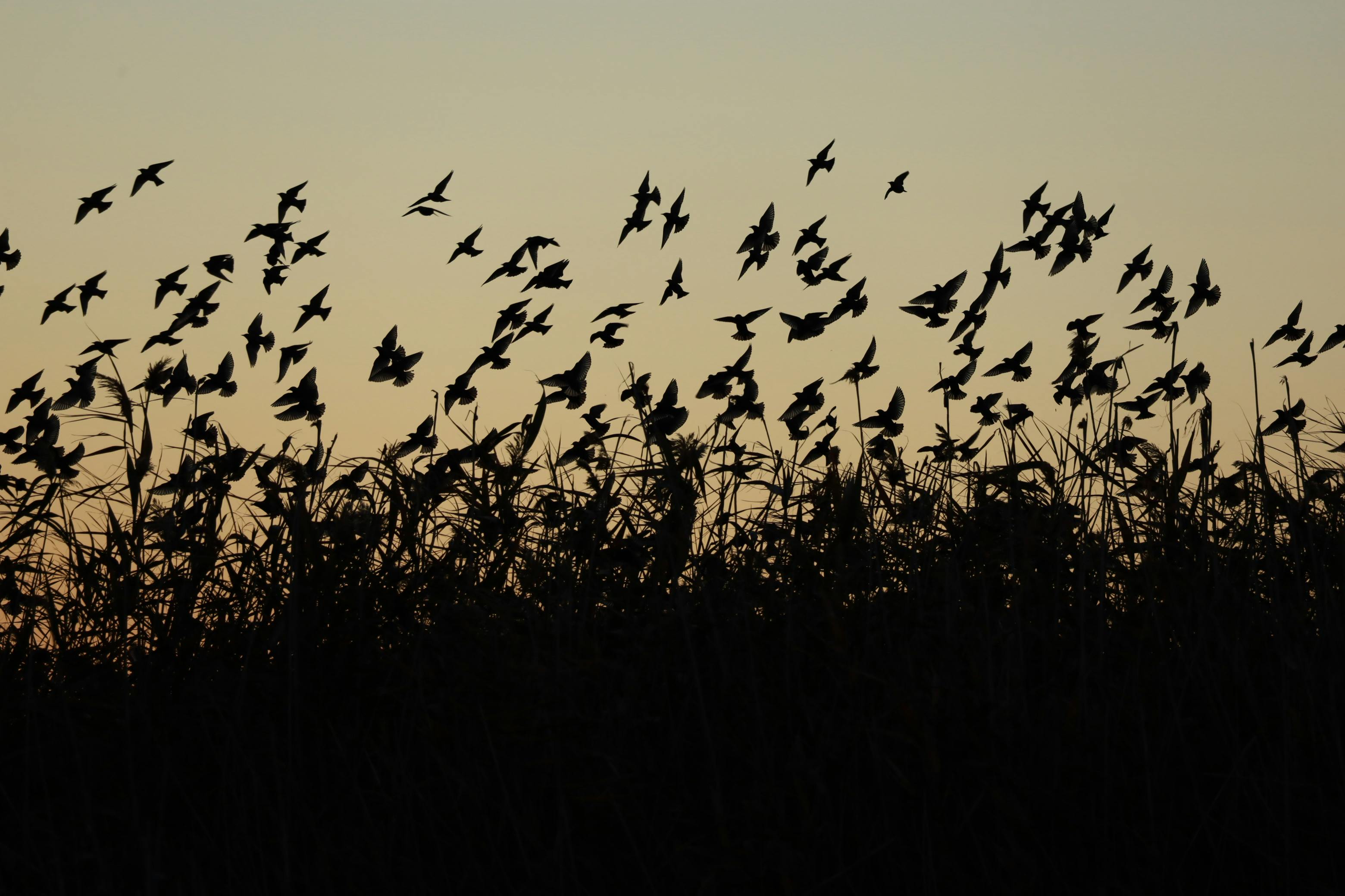 Foto de stock gratuita sobre al aire libre, aleteo, altísimo, anochecer ...