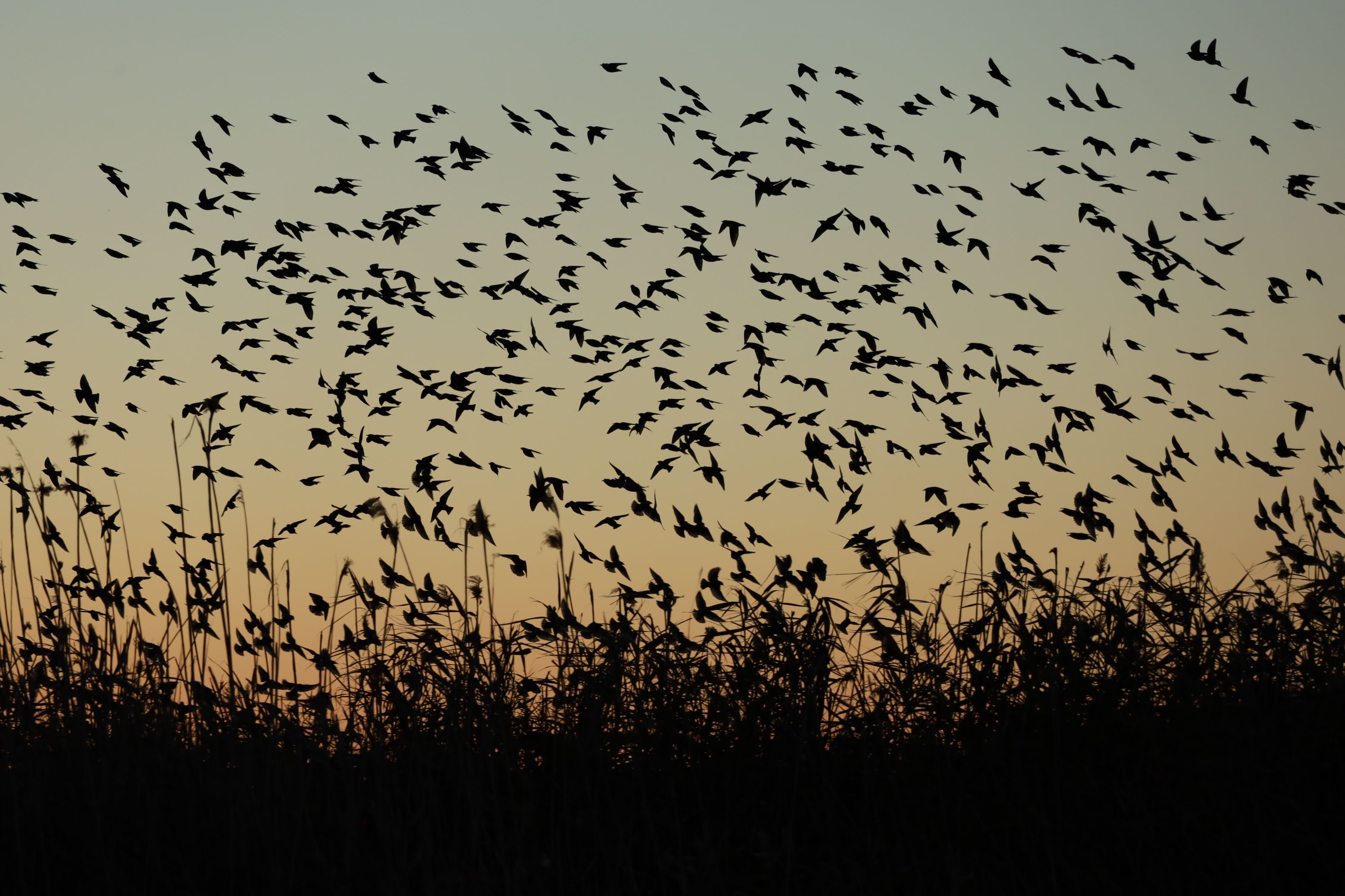 Photo of a Flock of Birds Flying Below Grass Field · Free Stock Photo