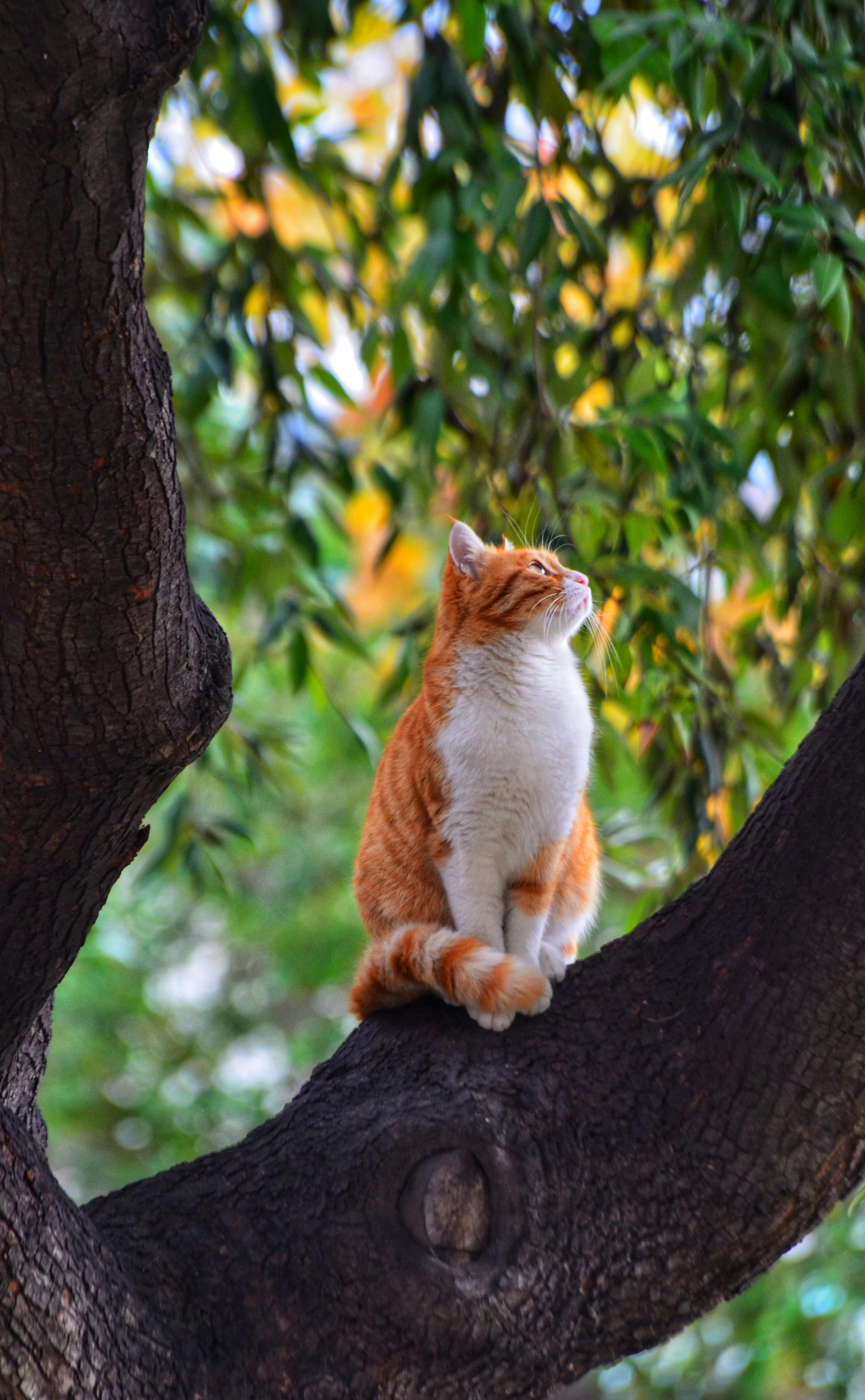 Orange Cat Sitting in Tree · Free Stock Photo