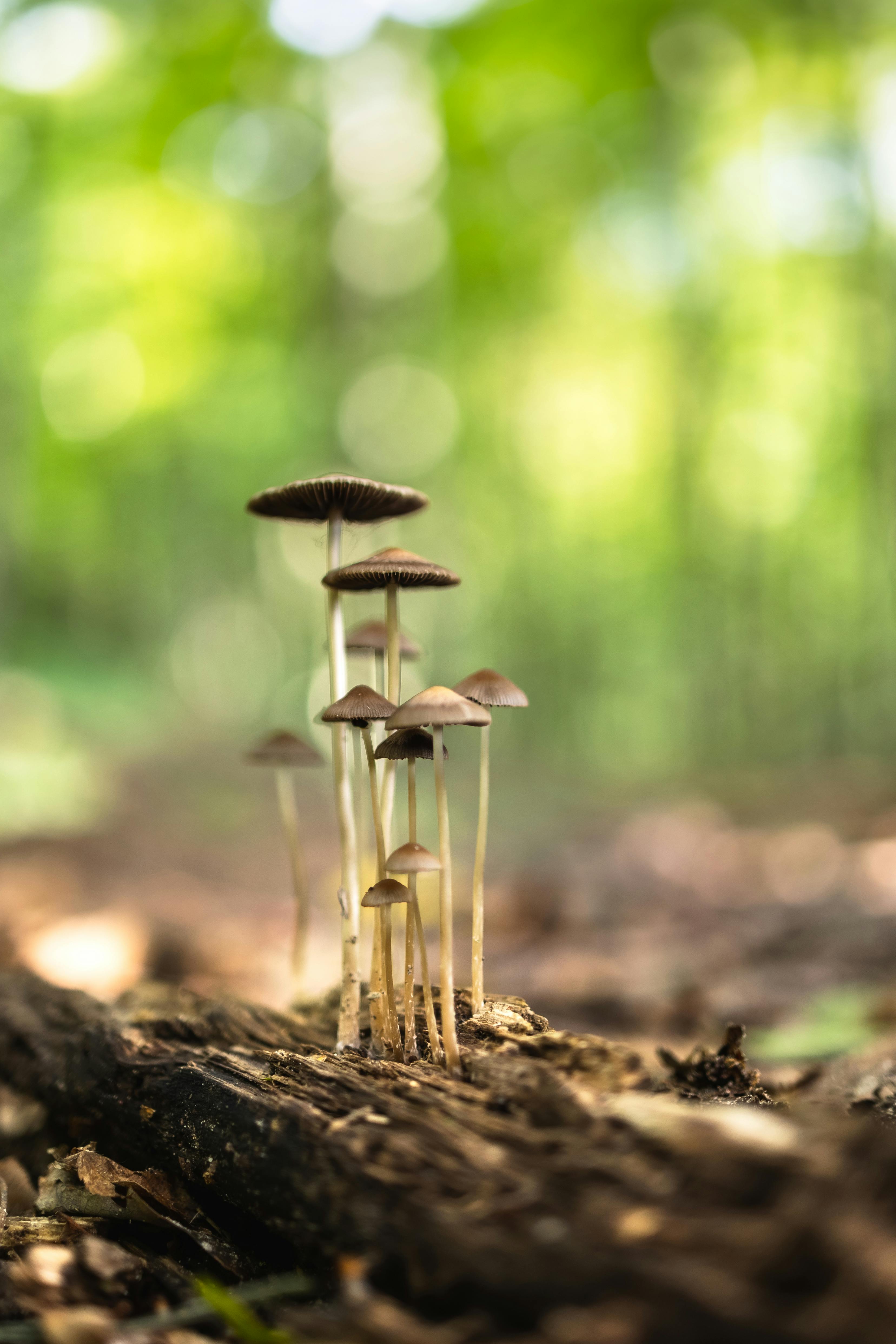 Mushroom Pack Photos, Download The BEST Free Mushroom Pack Stock Photos ...