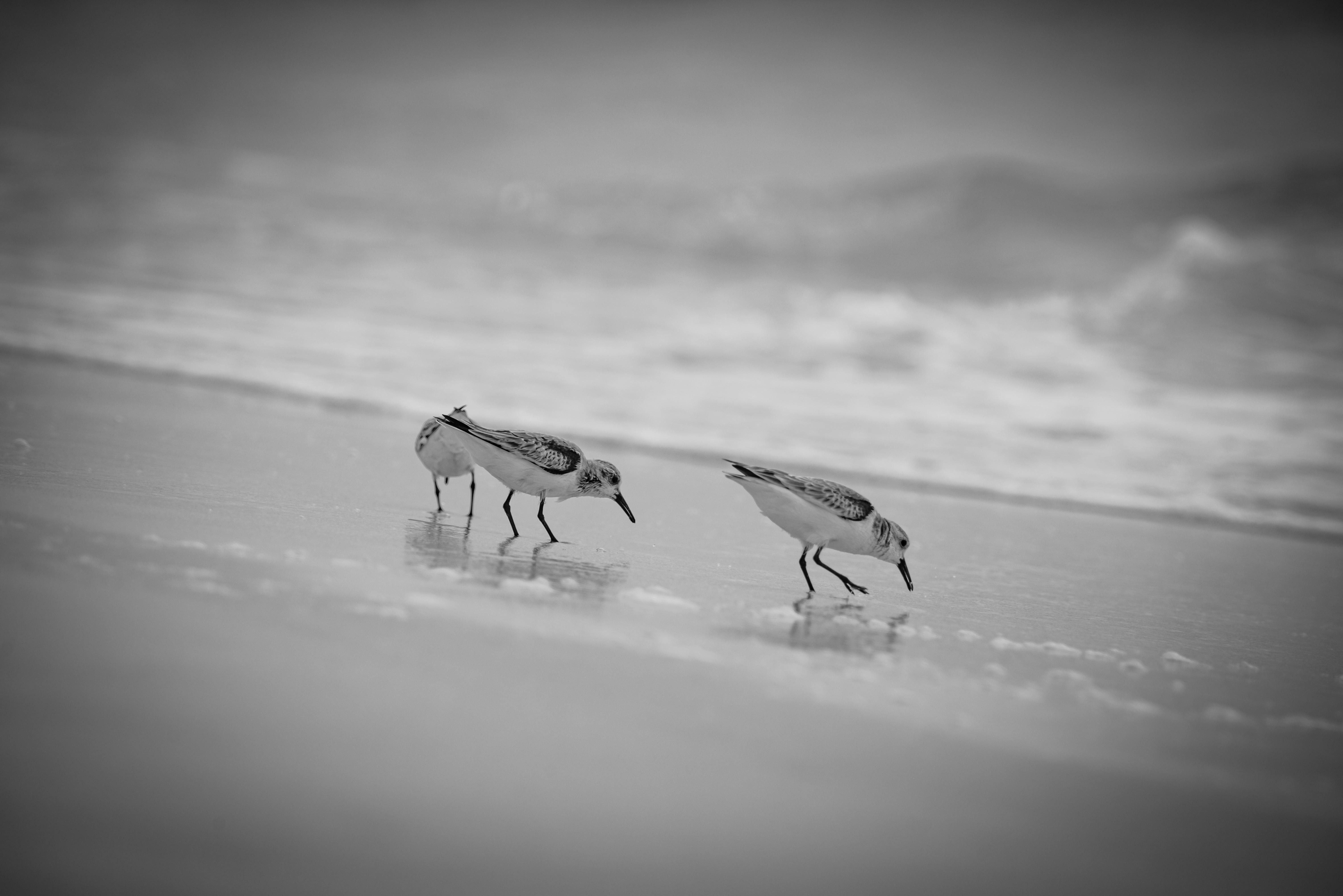Grayscale Photo of Birds at the Beach · Free Stock Photo