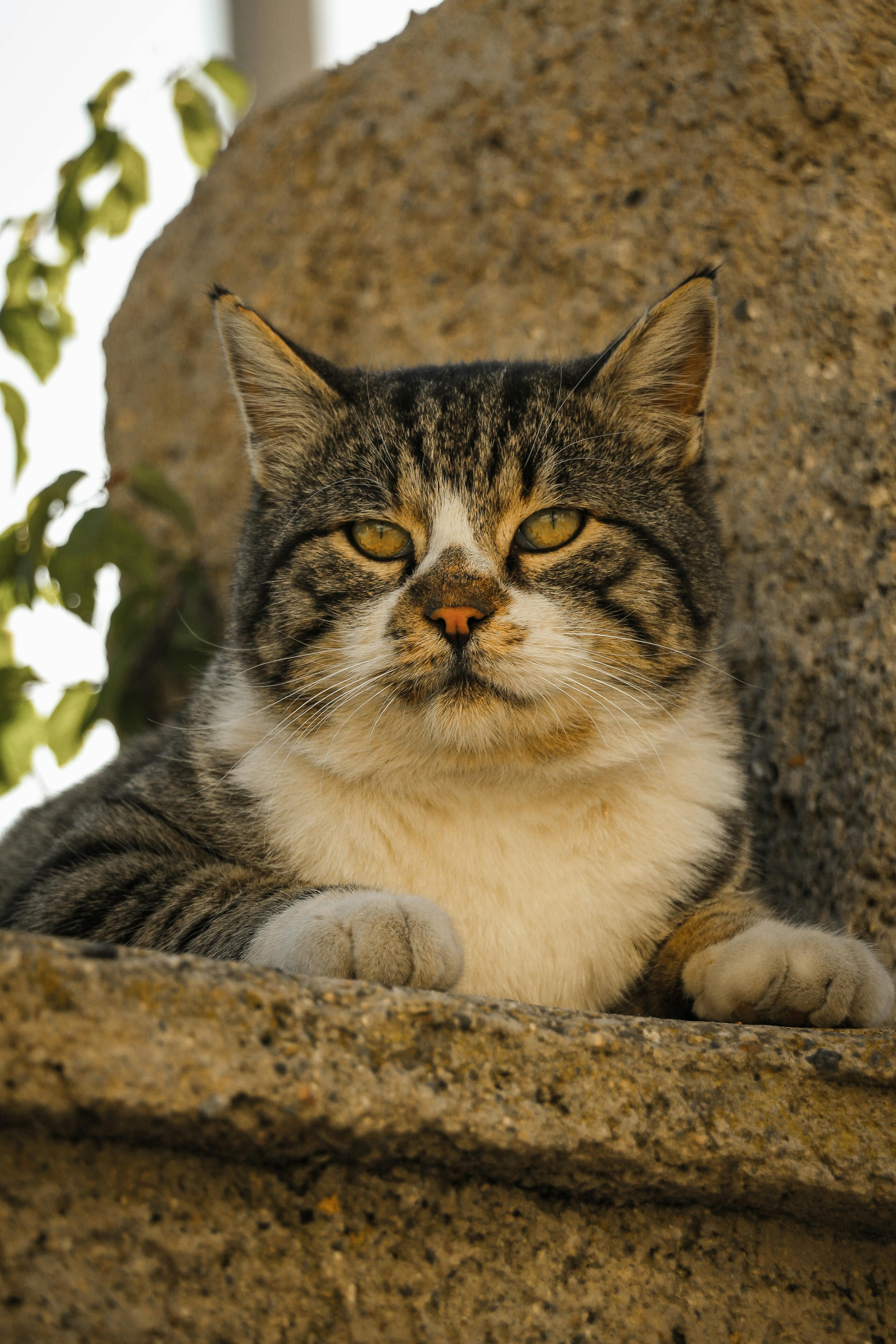 A Close-Up Shot of a Tabby Cat · Free Stock Photo