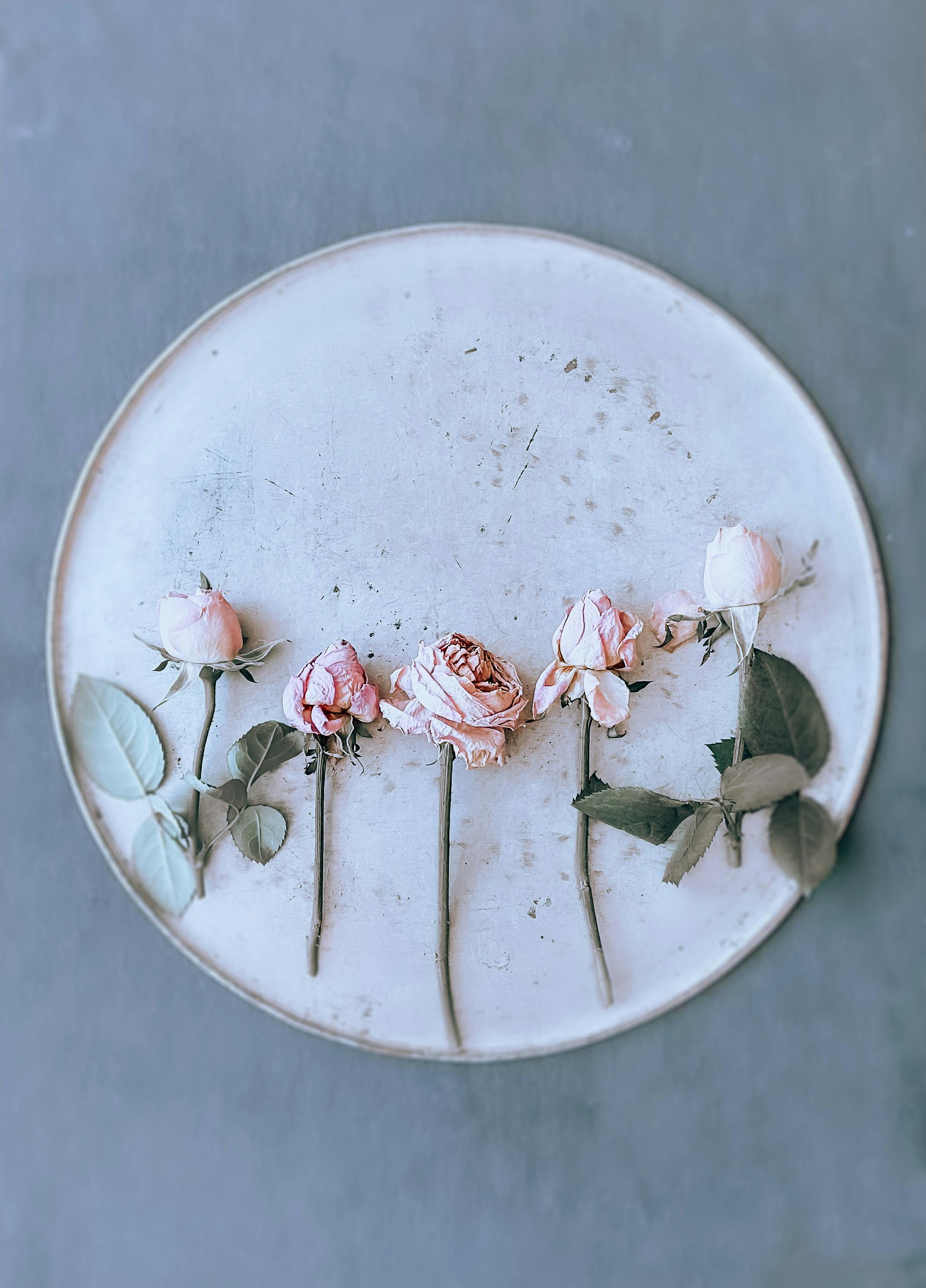 Wilted Pink Roses on Round Tray · Free Stock Photo