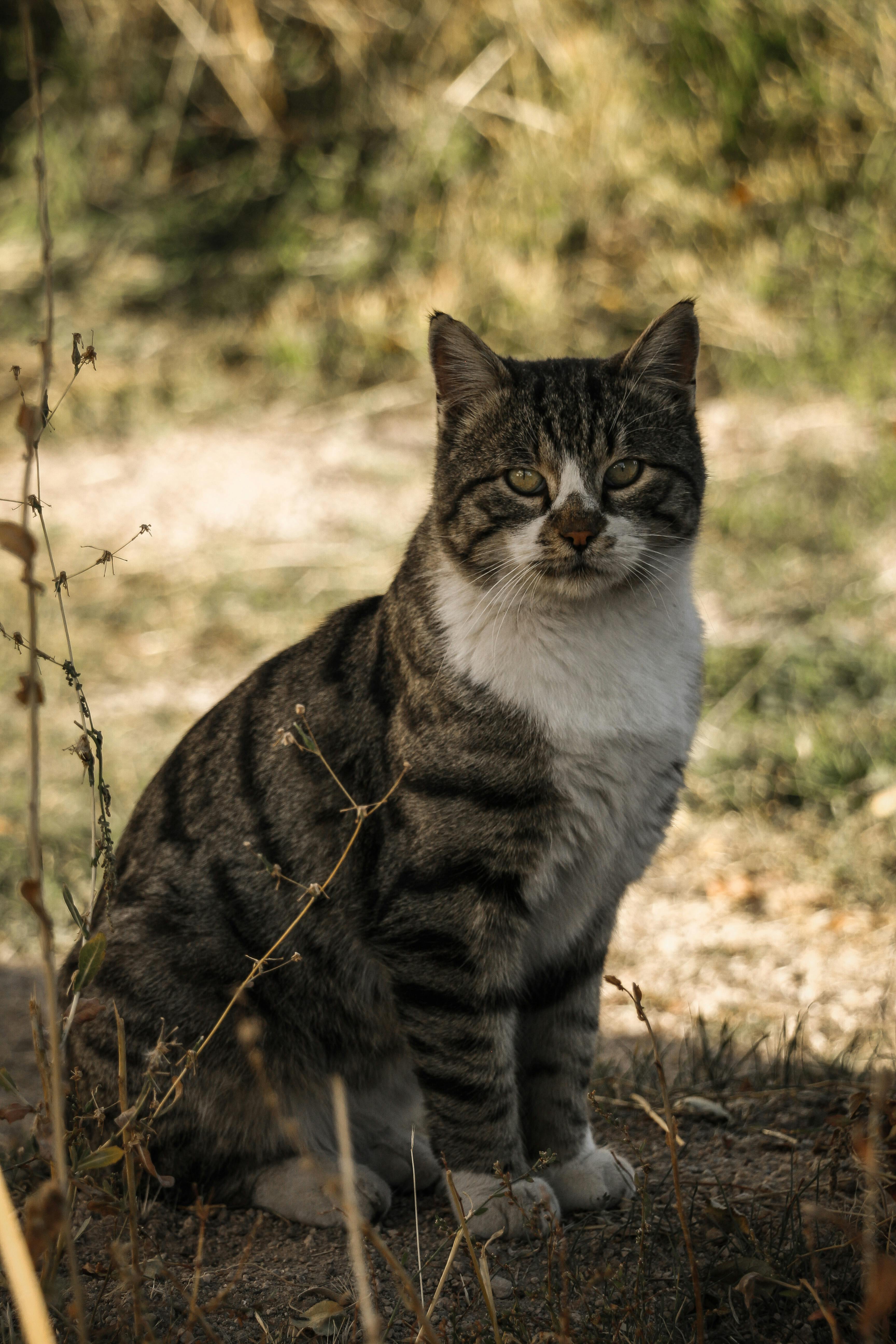 Gray Tabby Cat on Ground · Free Stock Photo