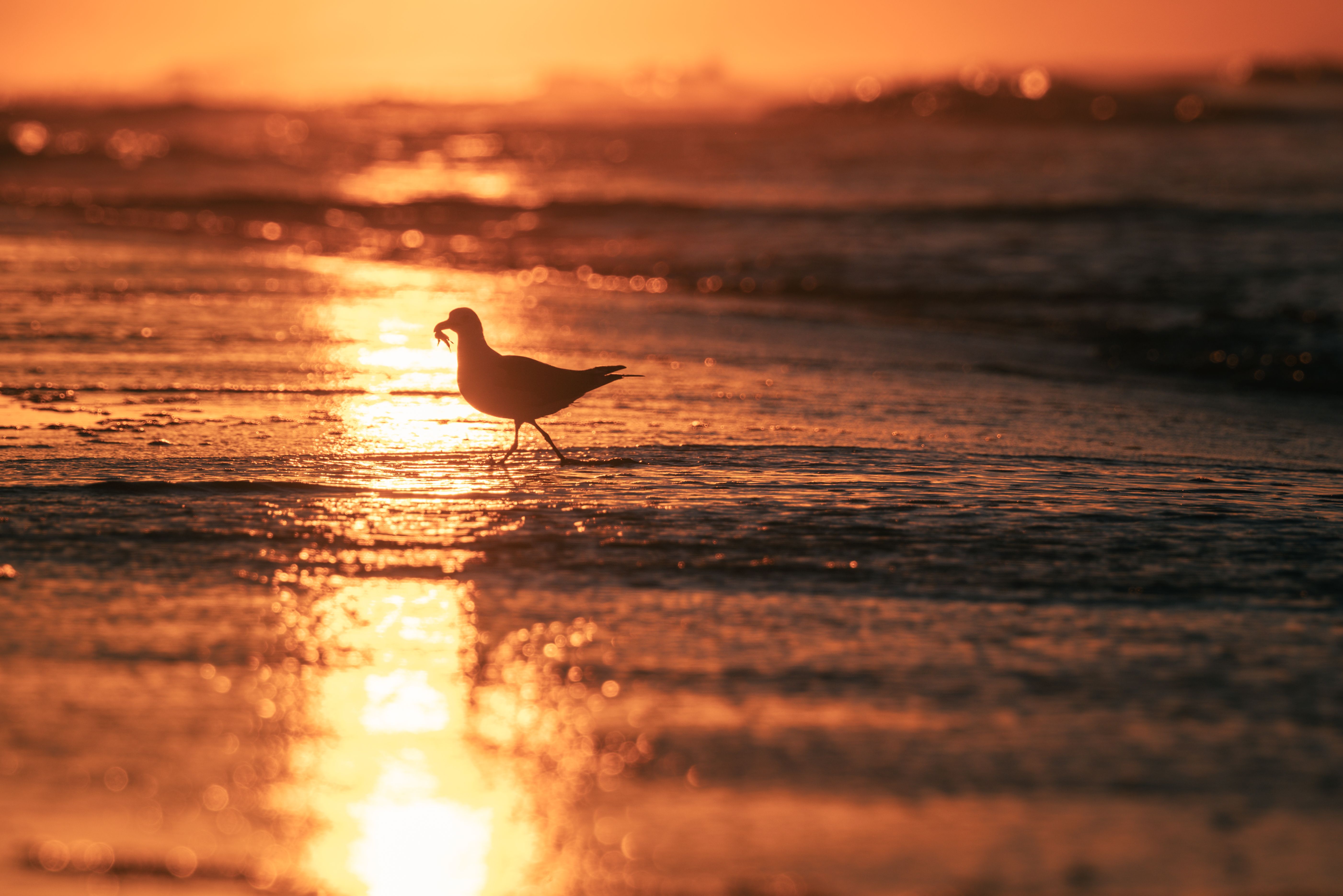 Photo of White Seagull Perched on Lamp Post · Free Stock Photo
