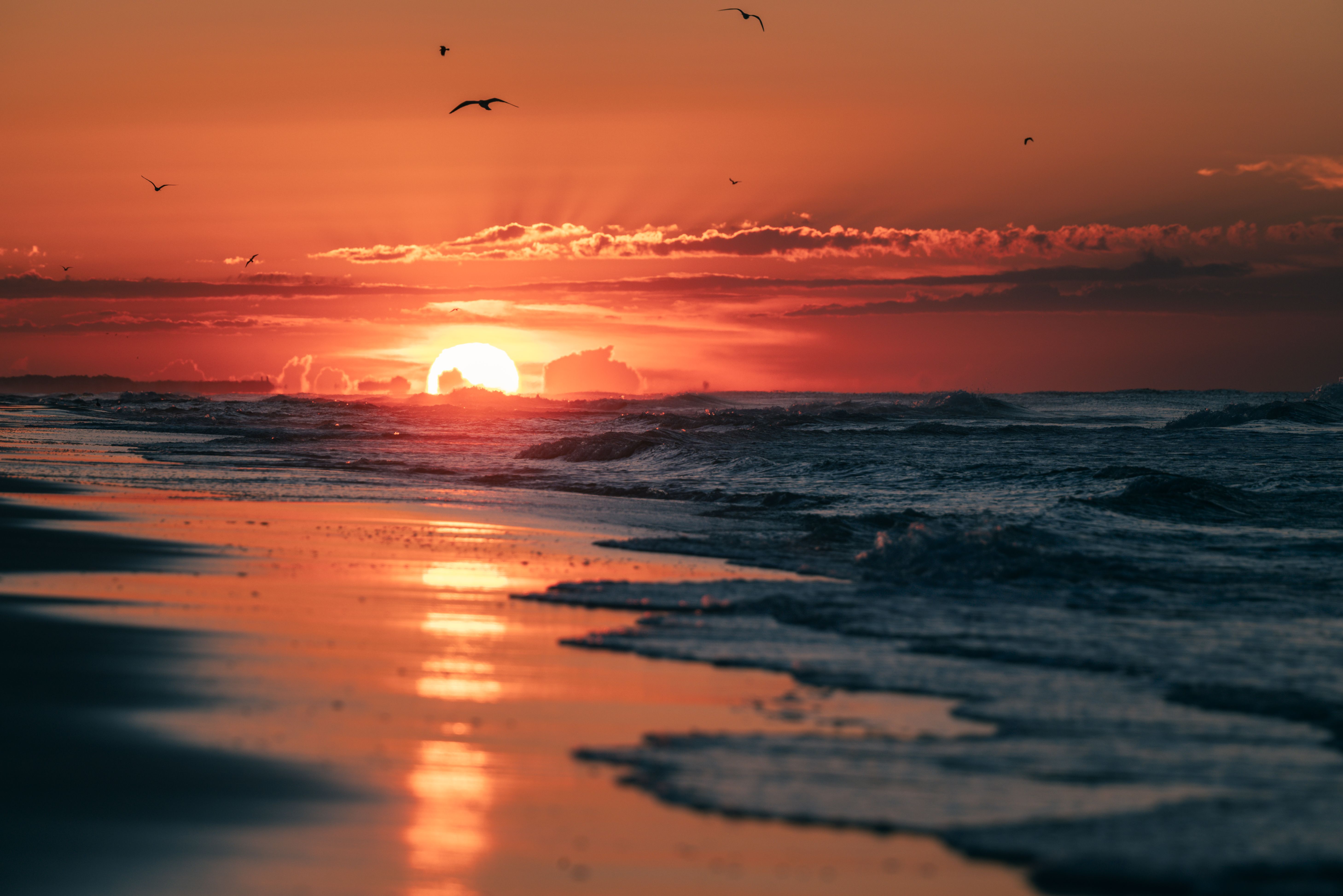 Birds Flying over the Sea during Sunset · Free Stock Photo