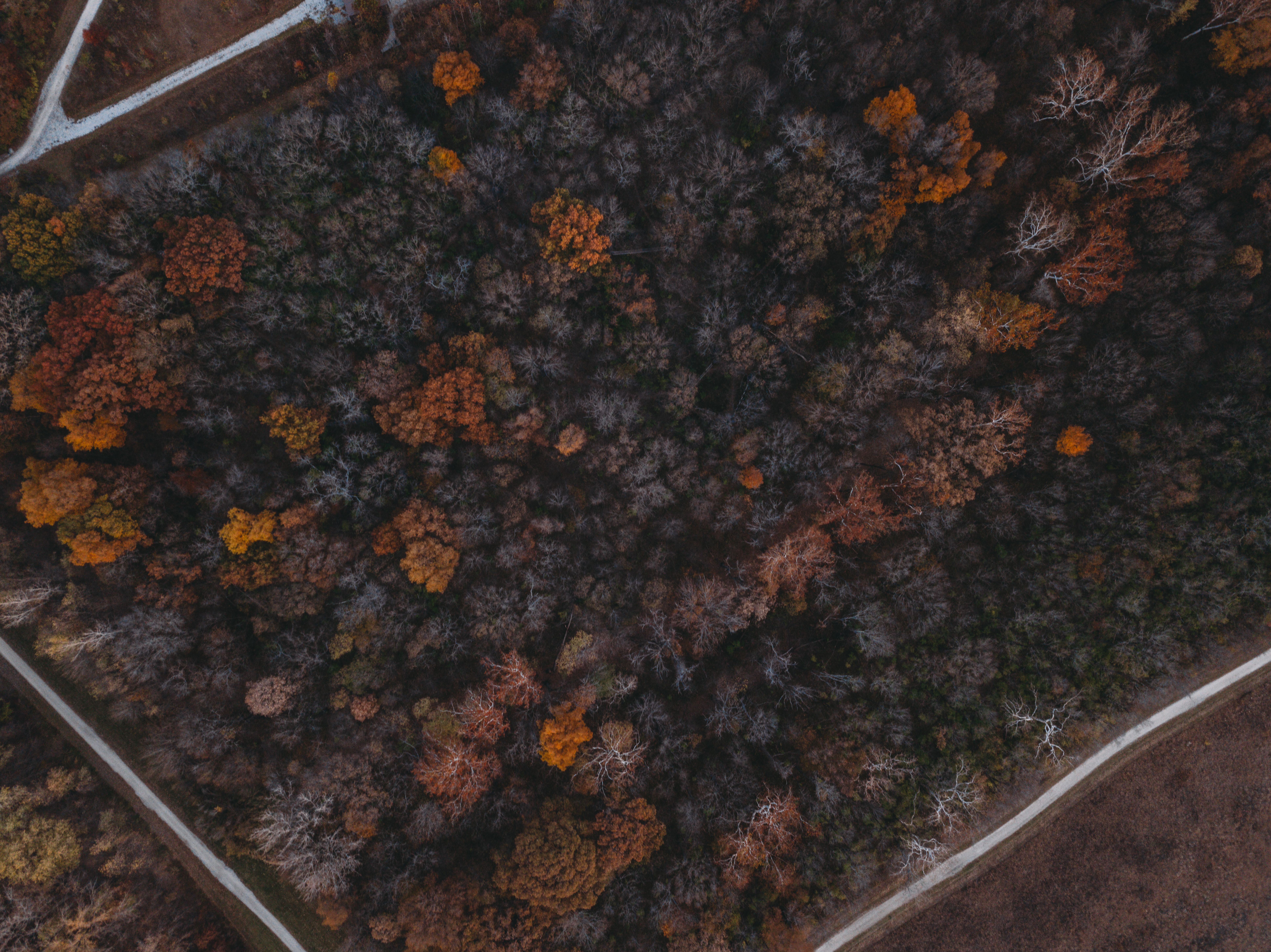 High-angle Photography of Trees · Free Stock Photo
