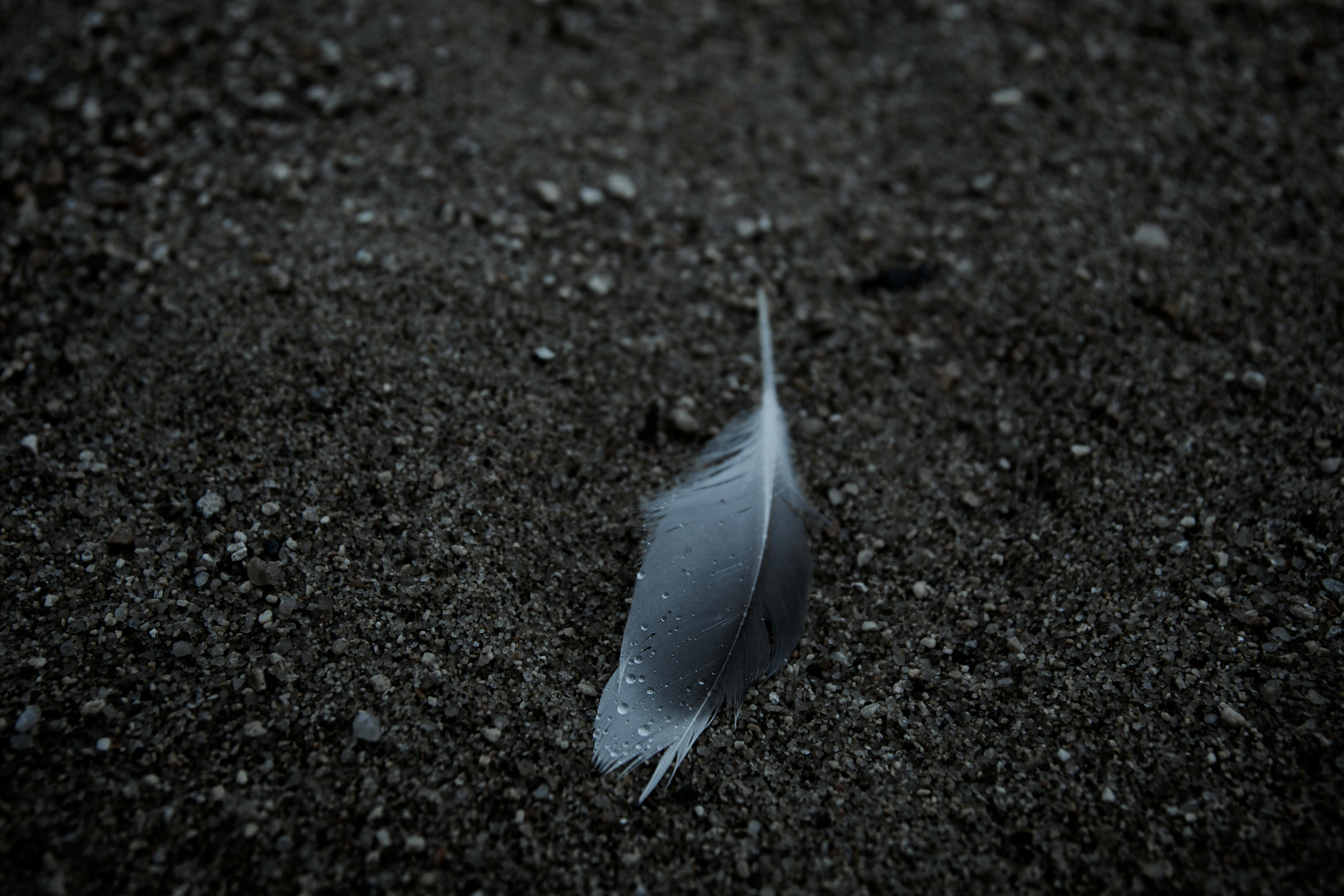 Close Up of Feather on Ground · Free Stock Photo
