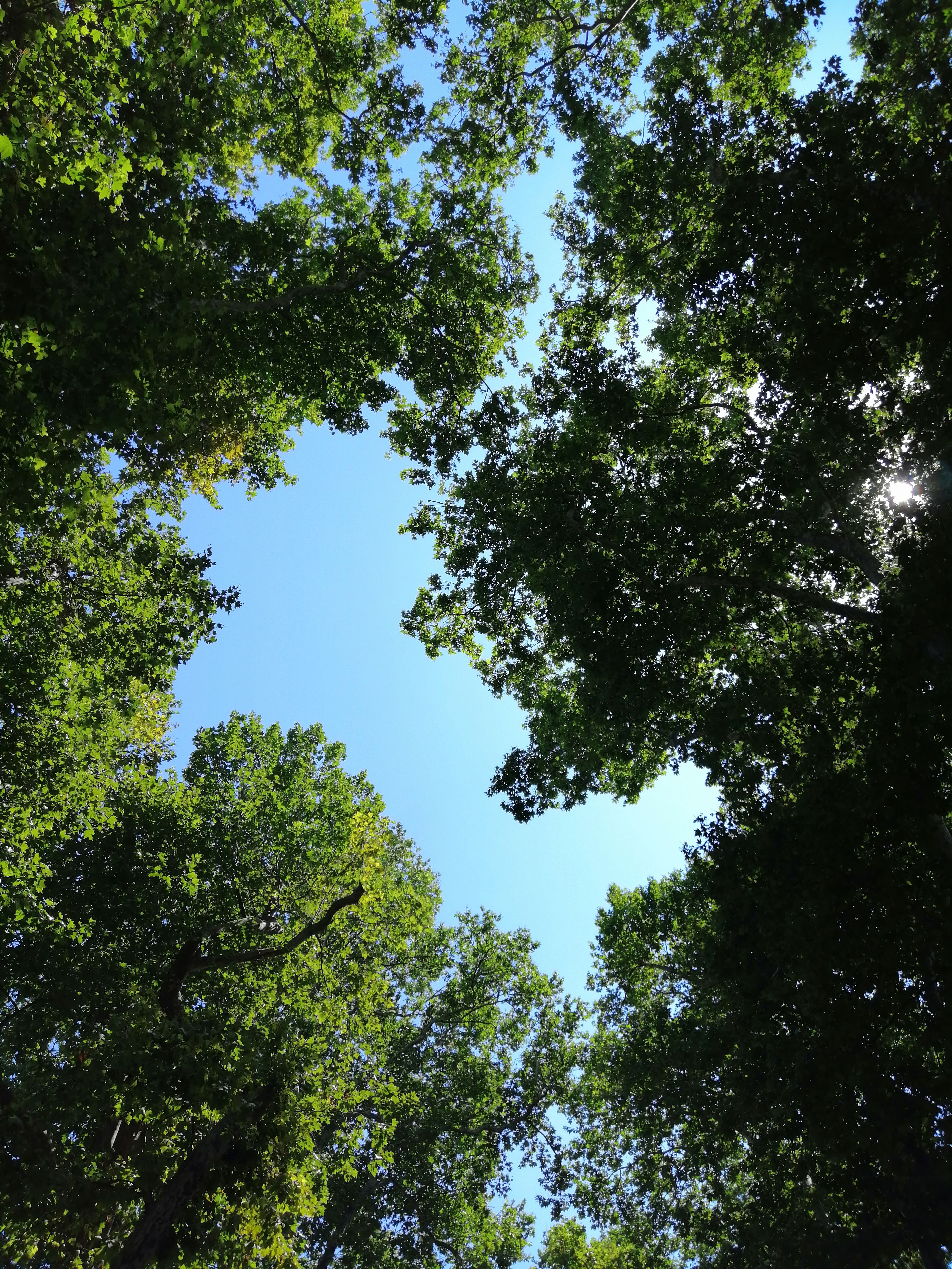 Worm's Eye View Photo of Green Trees · Free Stock Photo