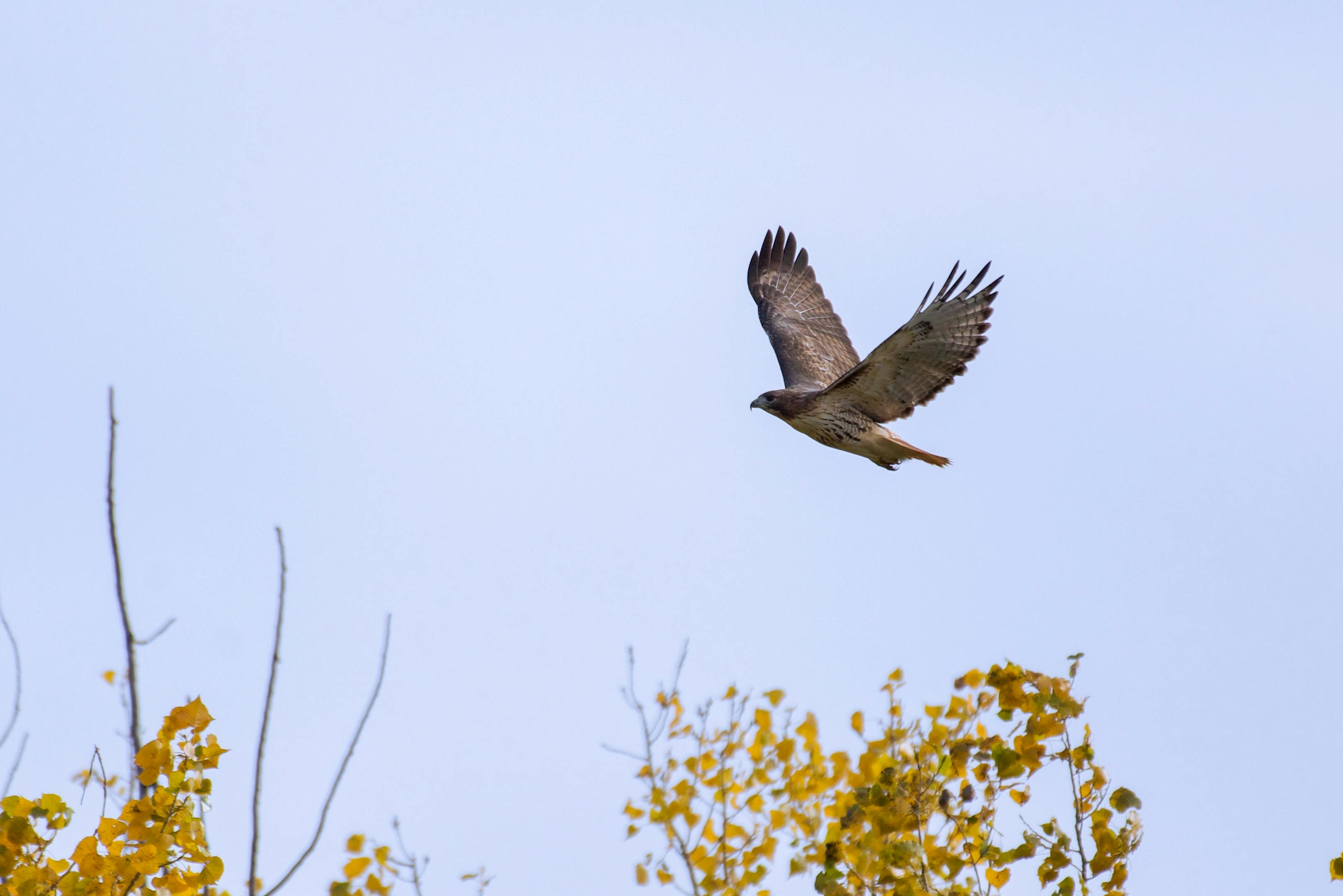 Bird Flying off a Branch · Free Stock Photo