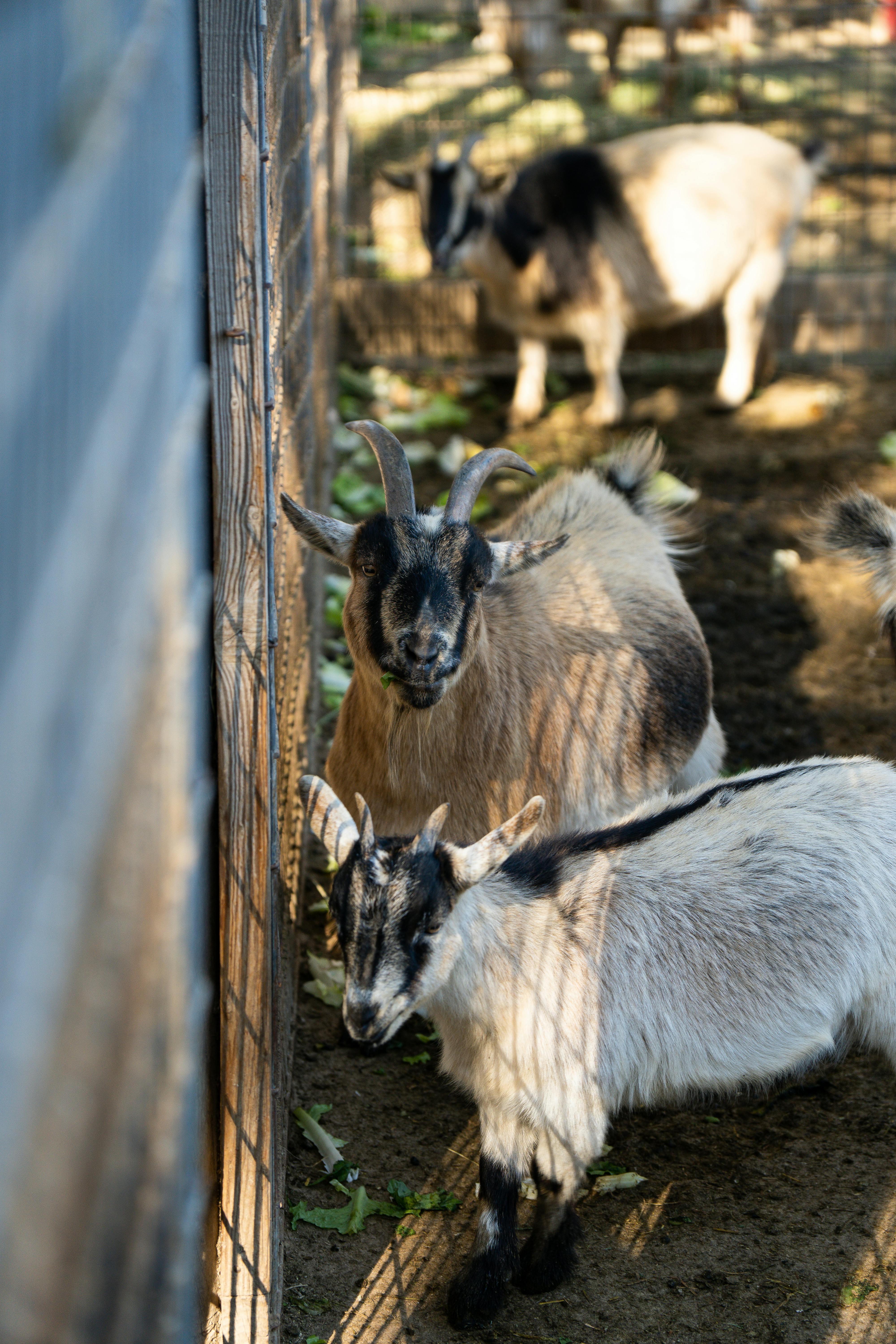 Goats on Farm · Free Stock Photo
