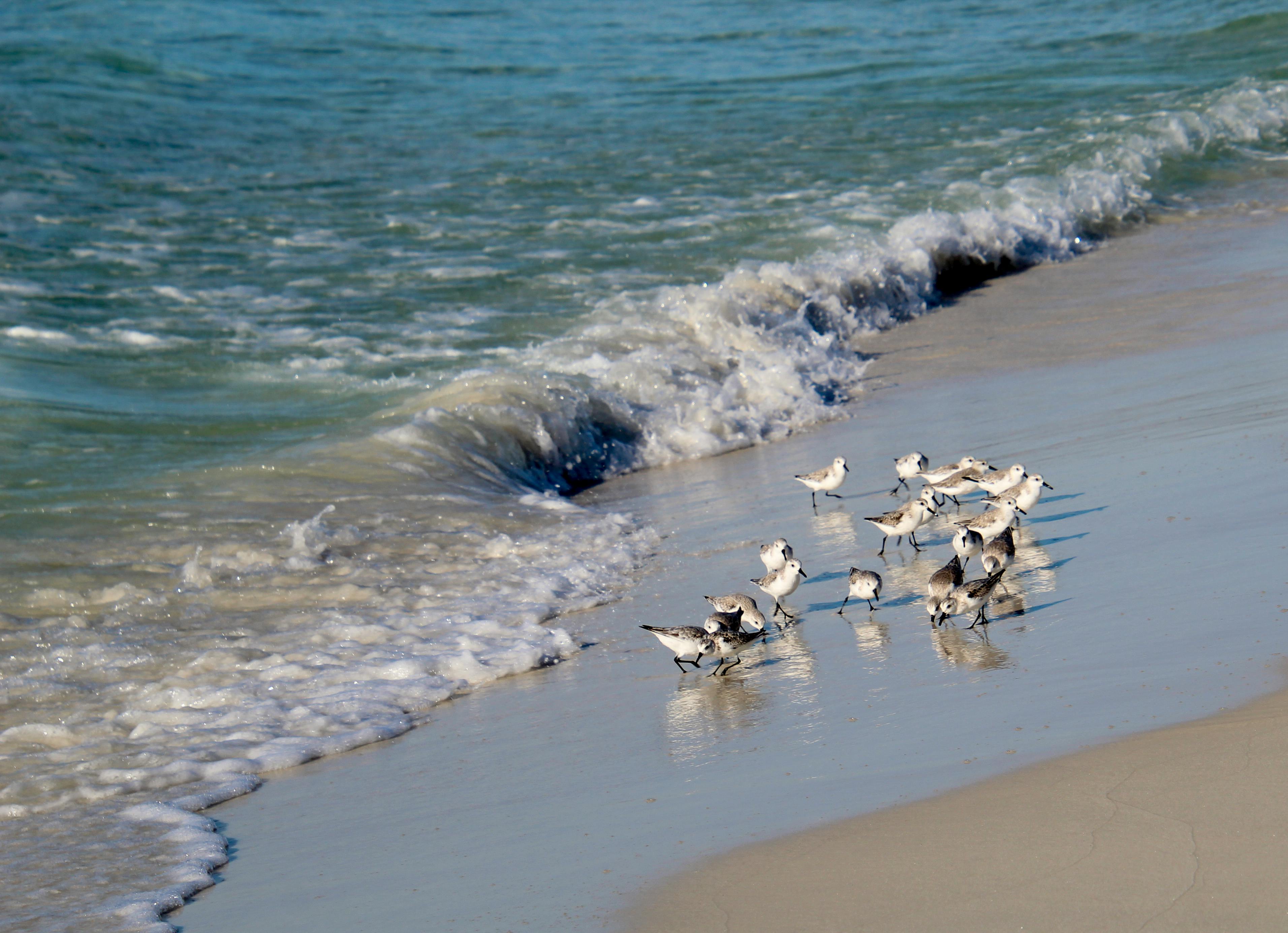 Birds on the Sea Shore · Free Stock Photo