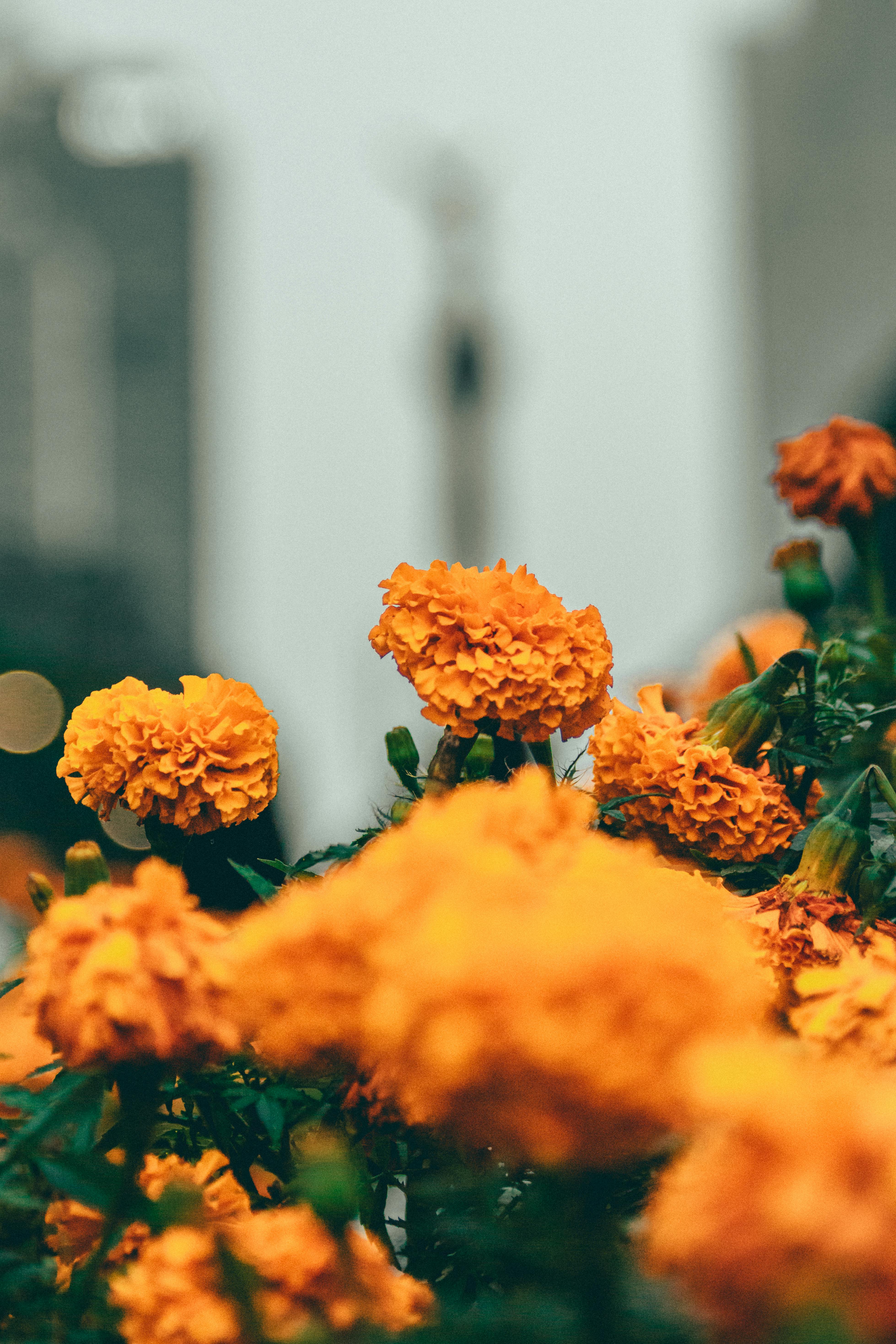 Orange Flowers in Close-up Photography · Free Stock Photo
