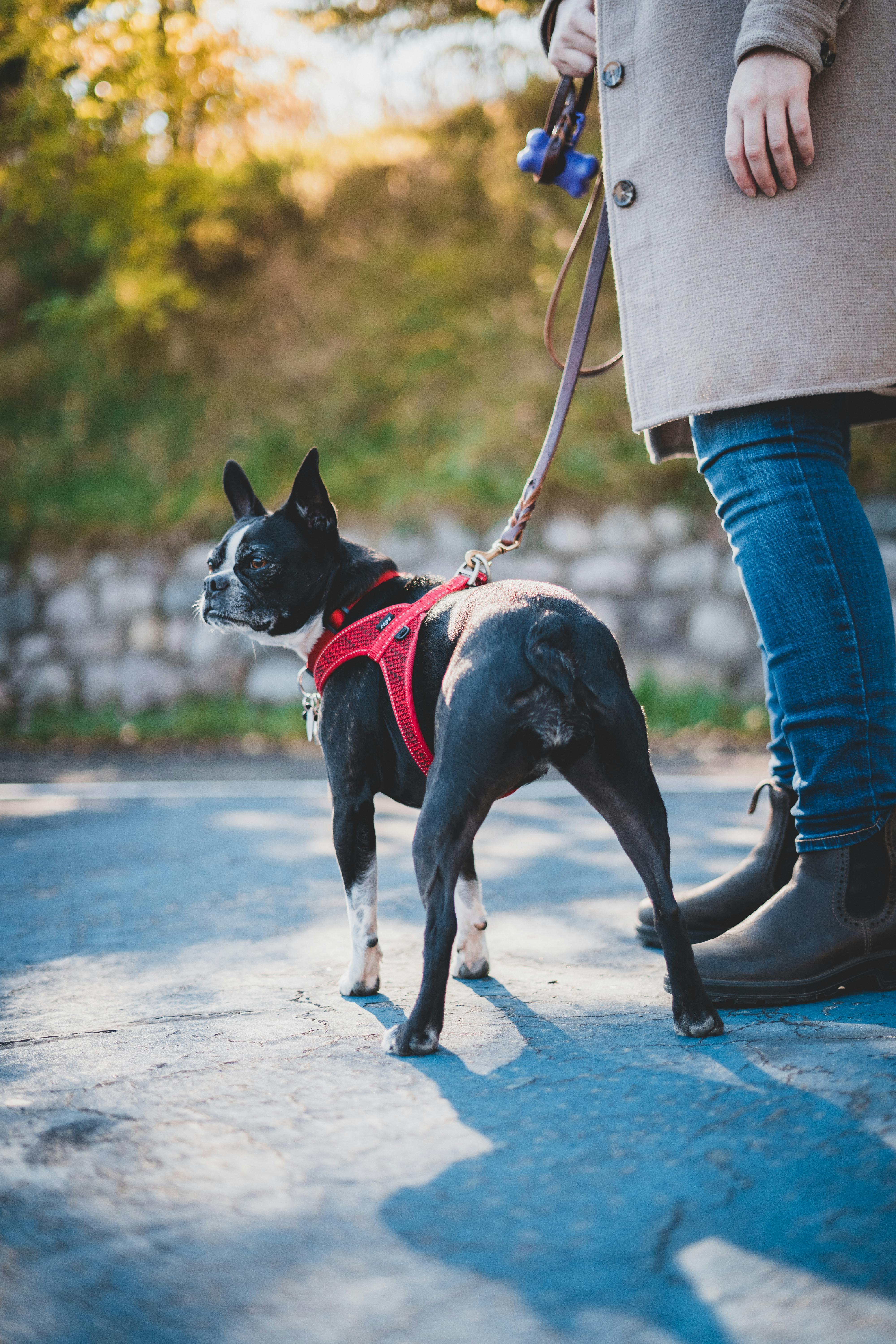 Dog on a Leash · Free Stock Photo