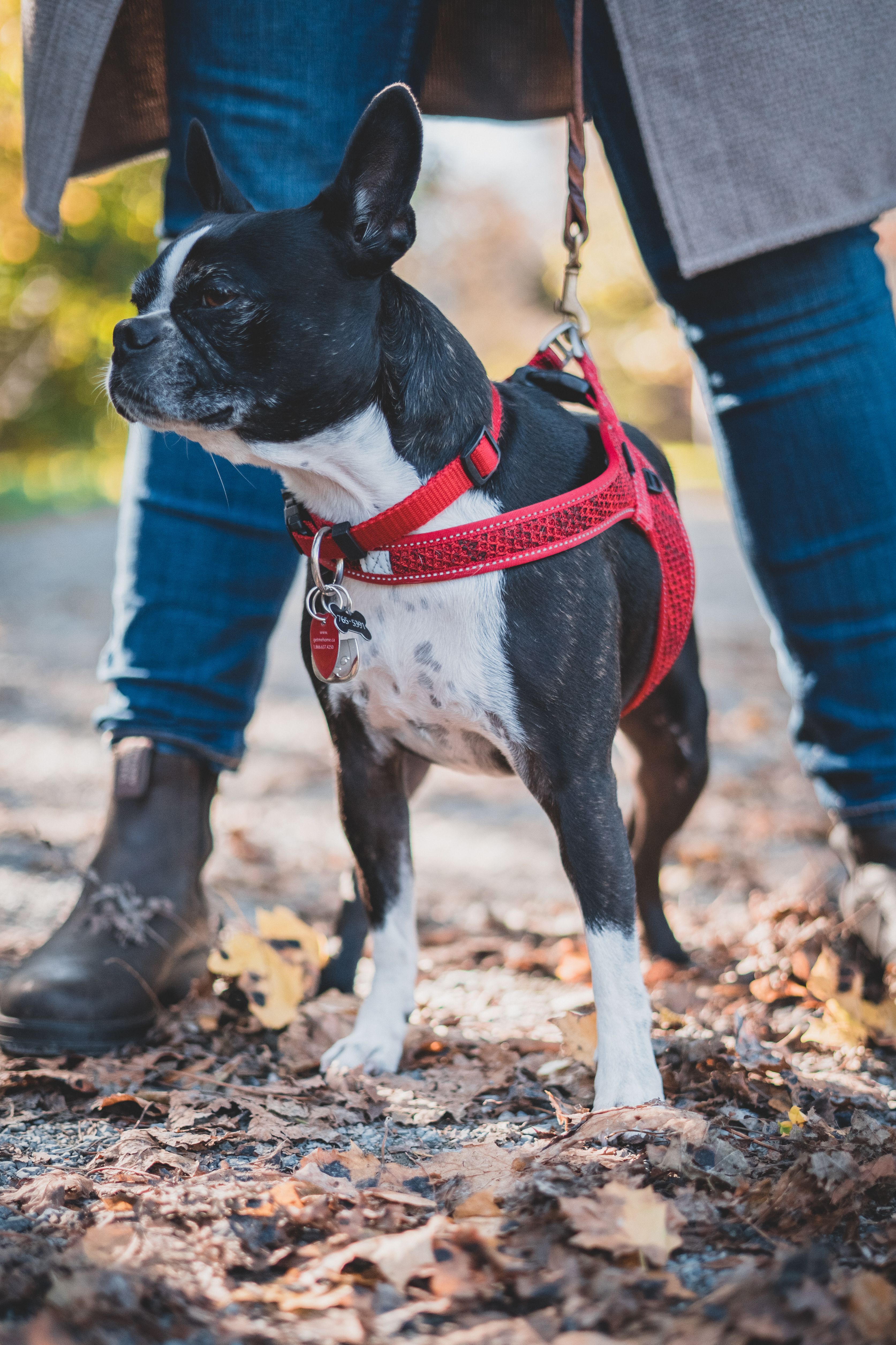 Close-Up Shot of a Boston Terrier Dog · Free Stock Photo