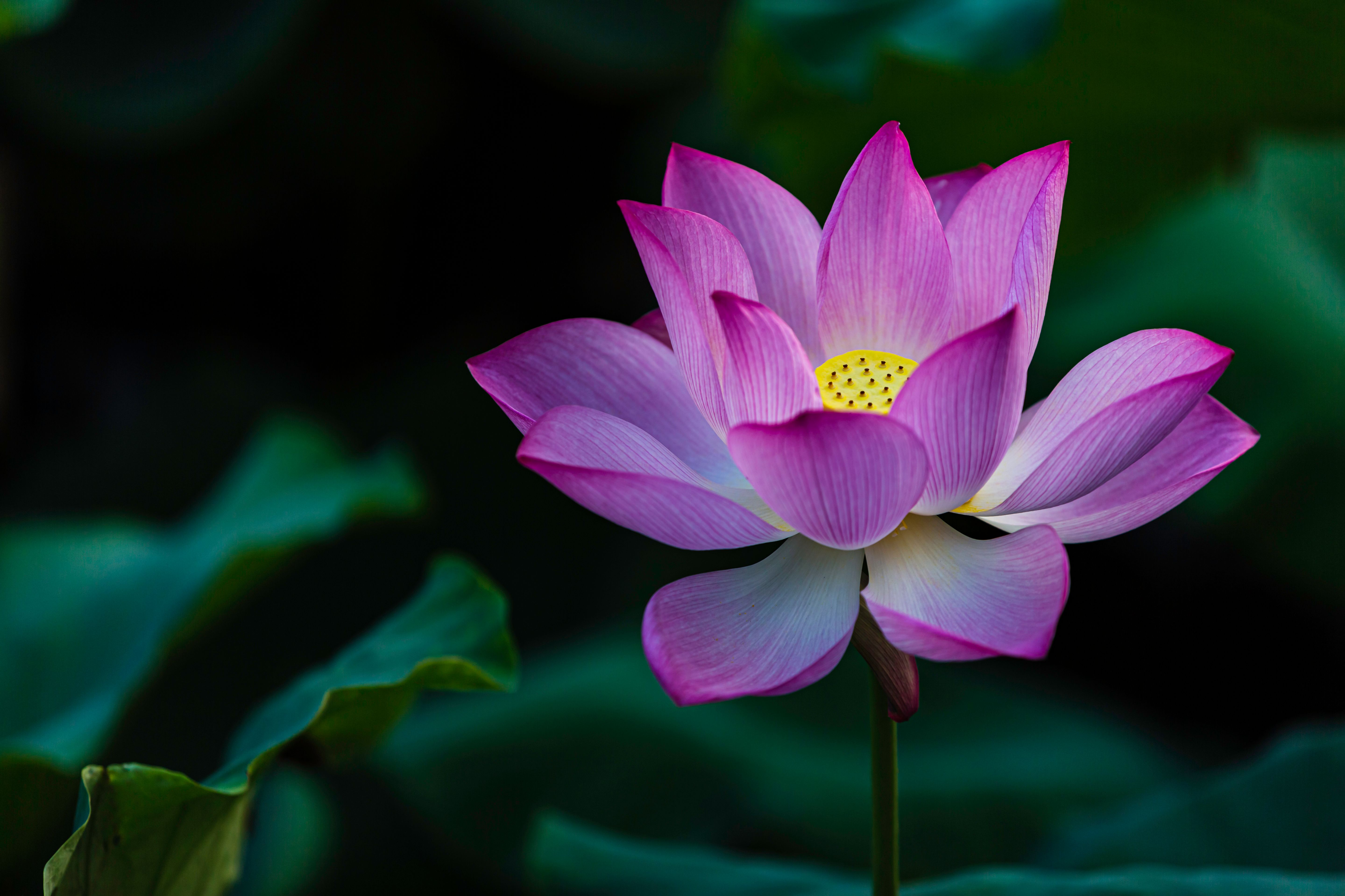 Flower Pro Photos, Download Free Flower Pro Stock Photos & HD Images