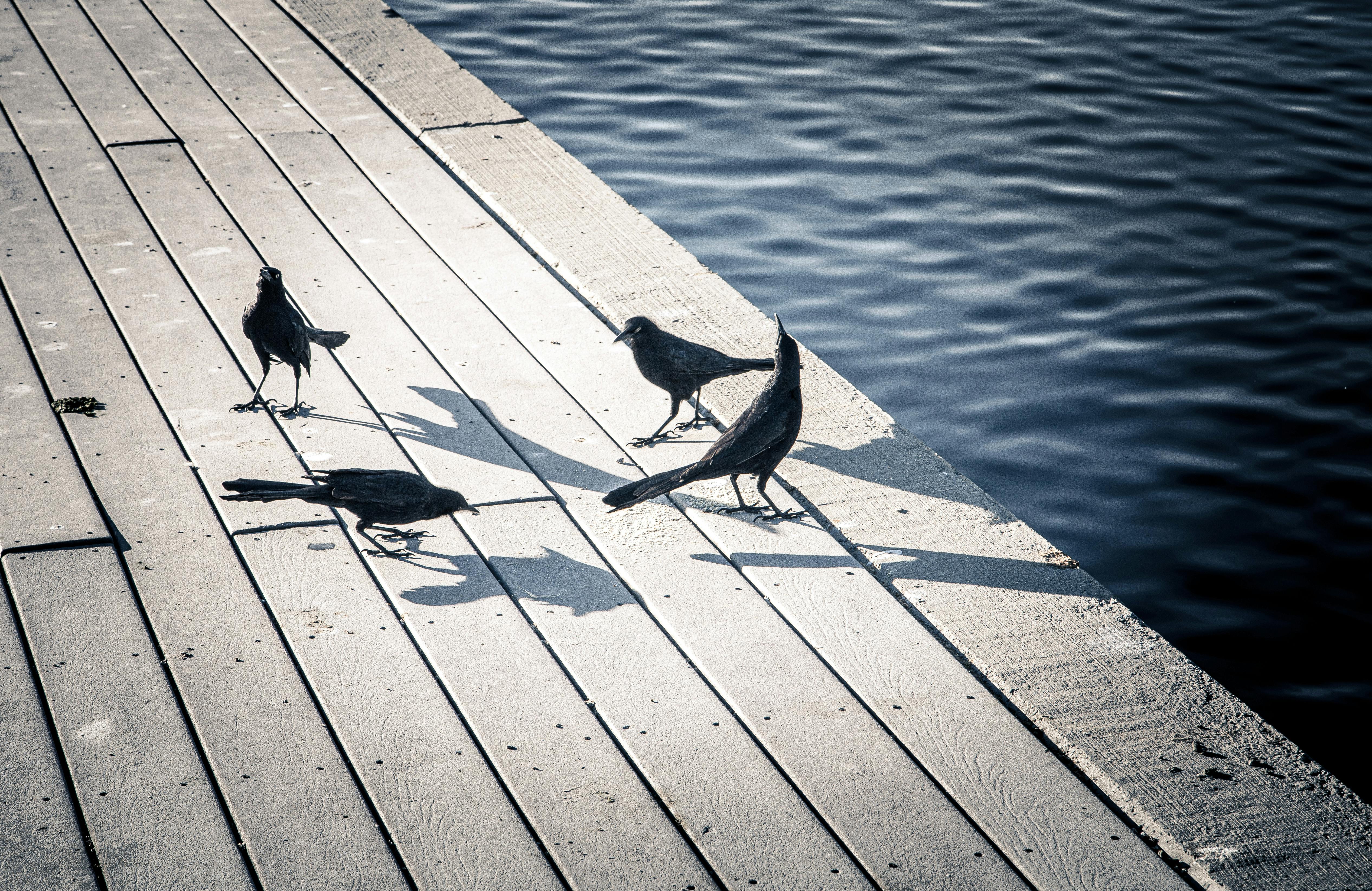 Black Birds on a Wooden Dock · Free Stock Photo