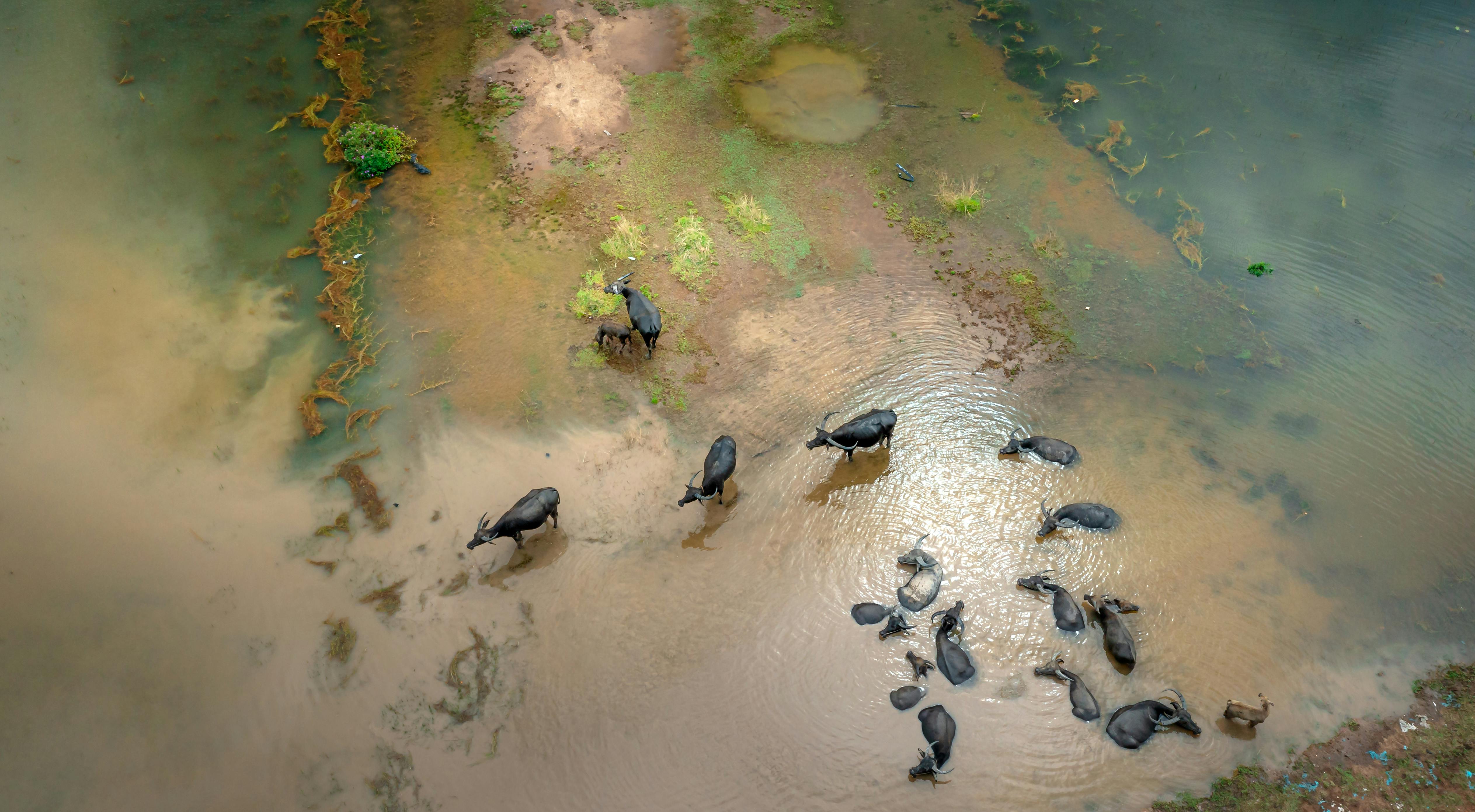 Swamp Animals Photos, Download The BEST Free Swamp Animals Stock Photos ...