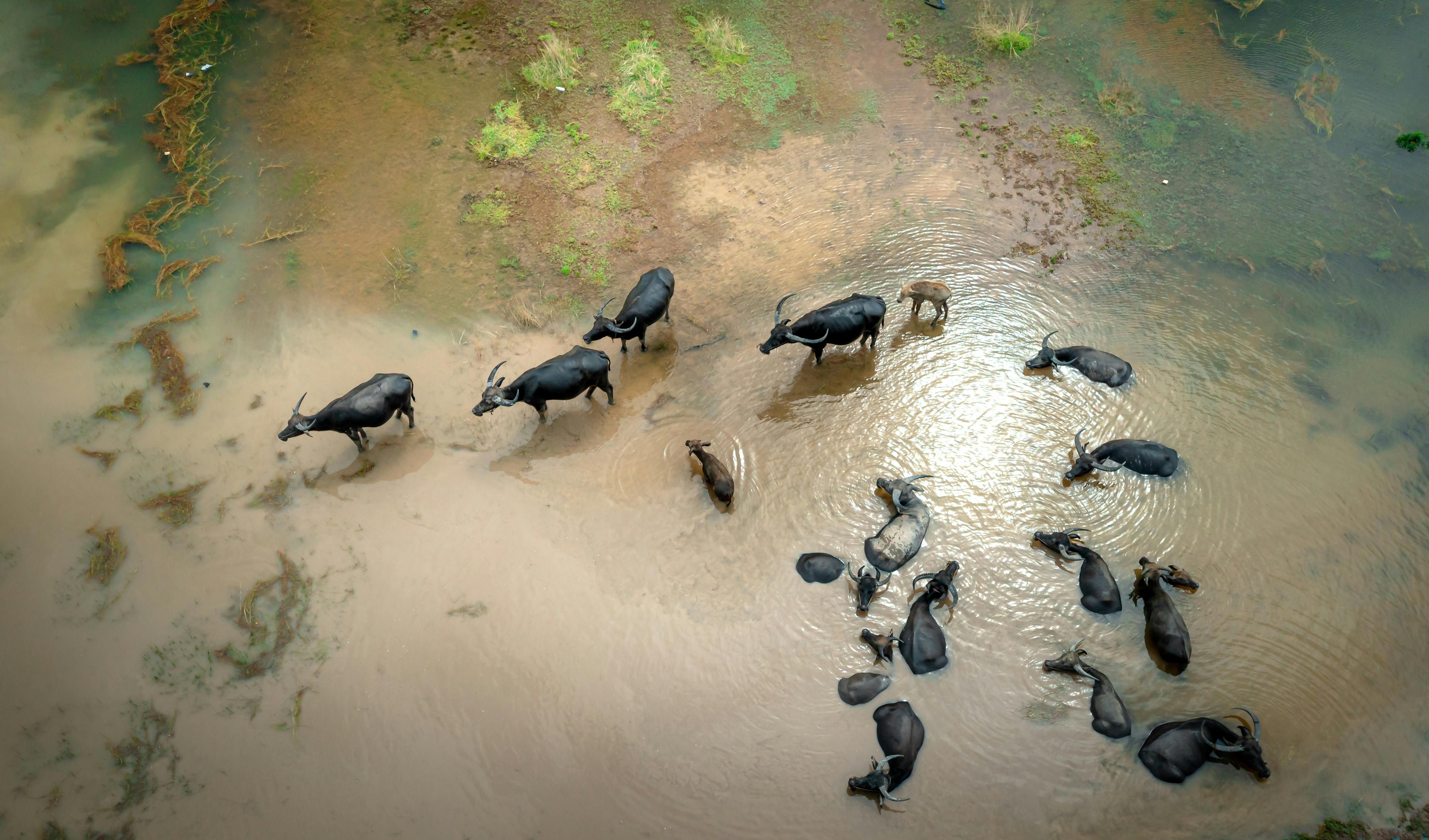 Aerial Photography of Carabaos in the River · Free Stock Photo