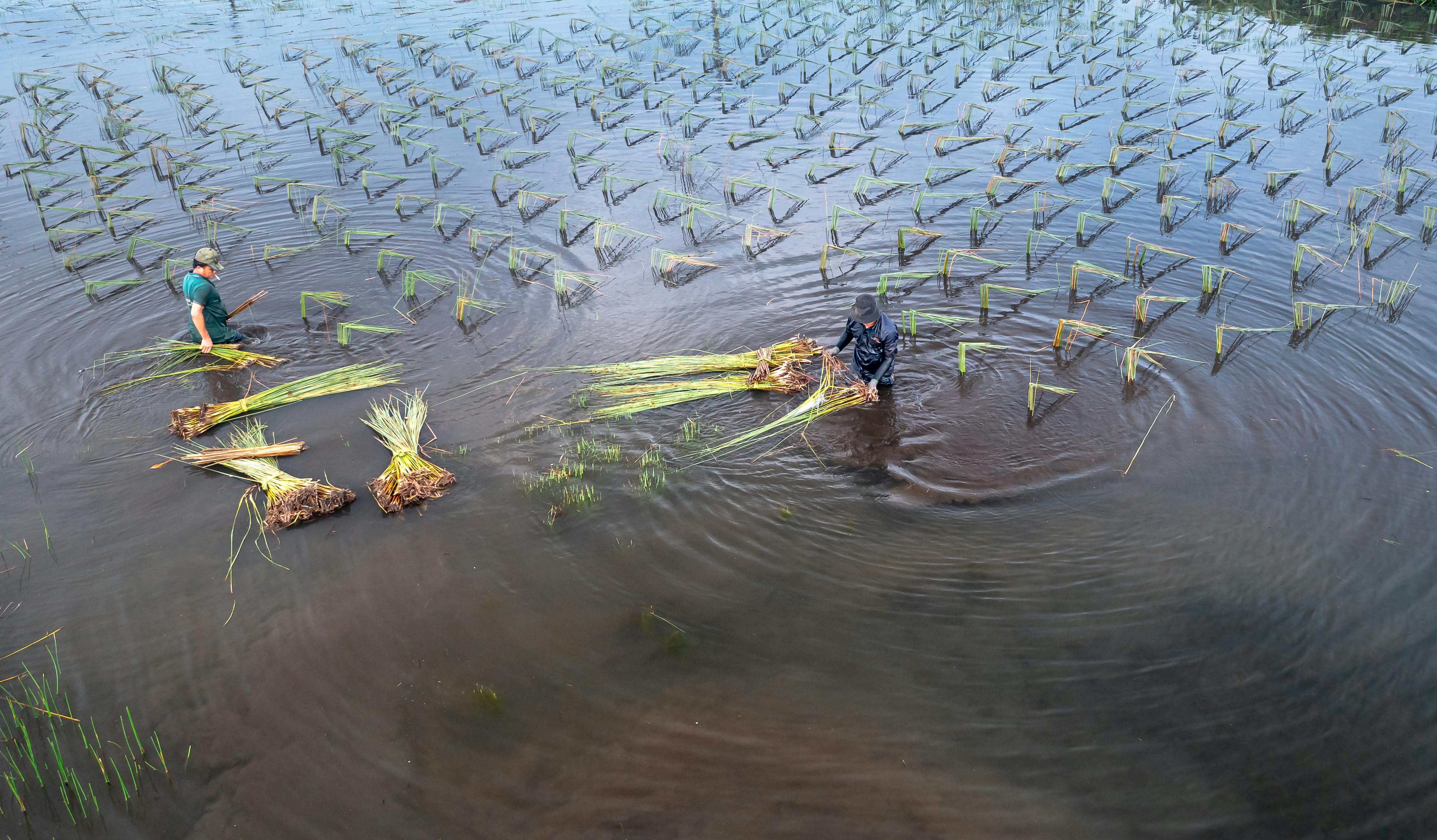 Two Boys Playing With Water on Rice Field · Free Stock Photo