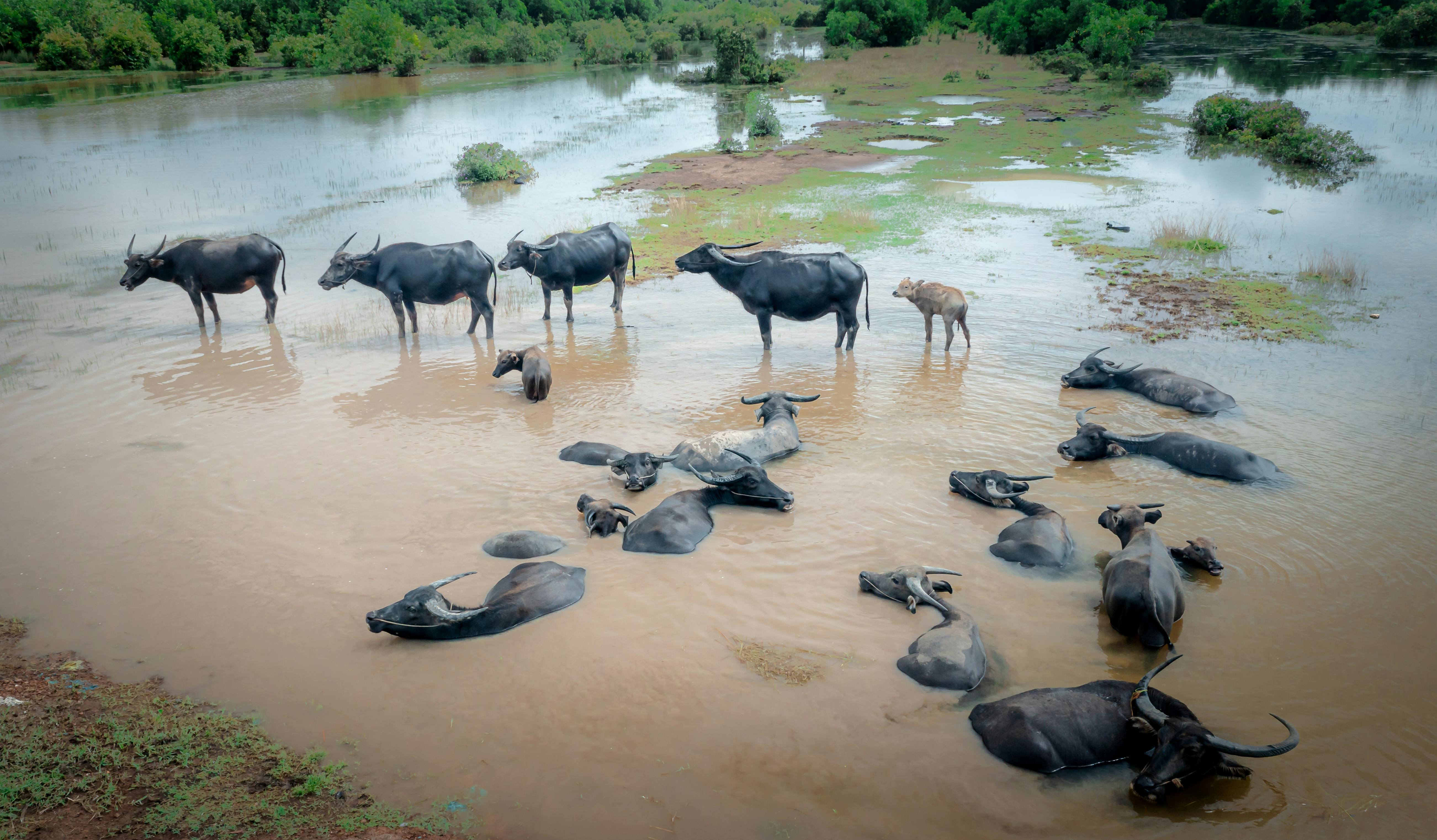 Animals in a River · Free Stock Photo