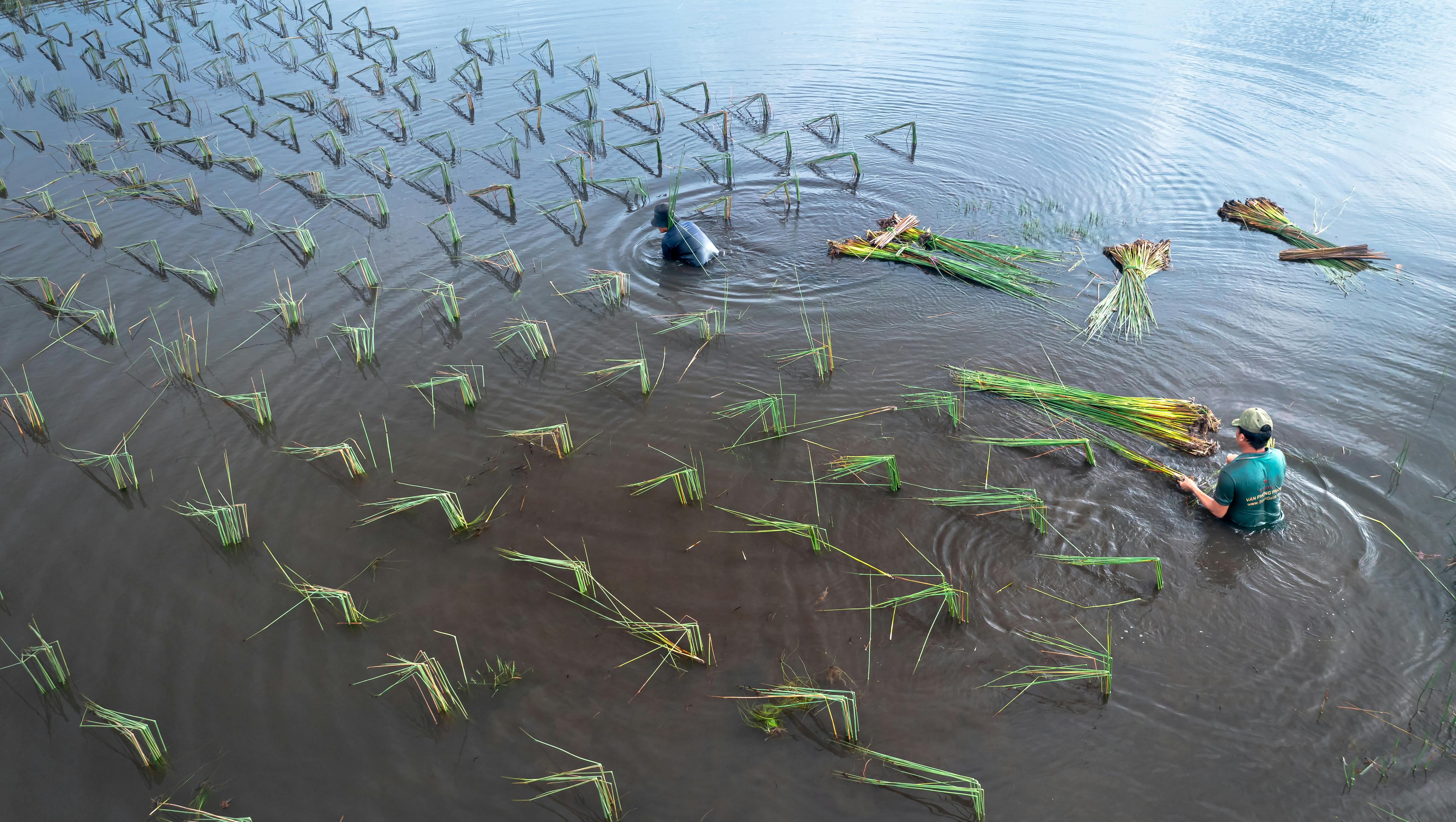 Rice Cultivation Process Photos, Download The BEST Free Rice ...