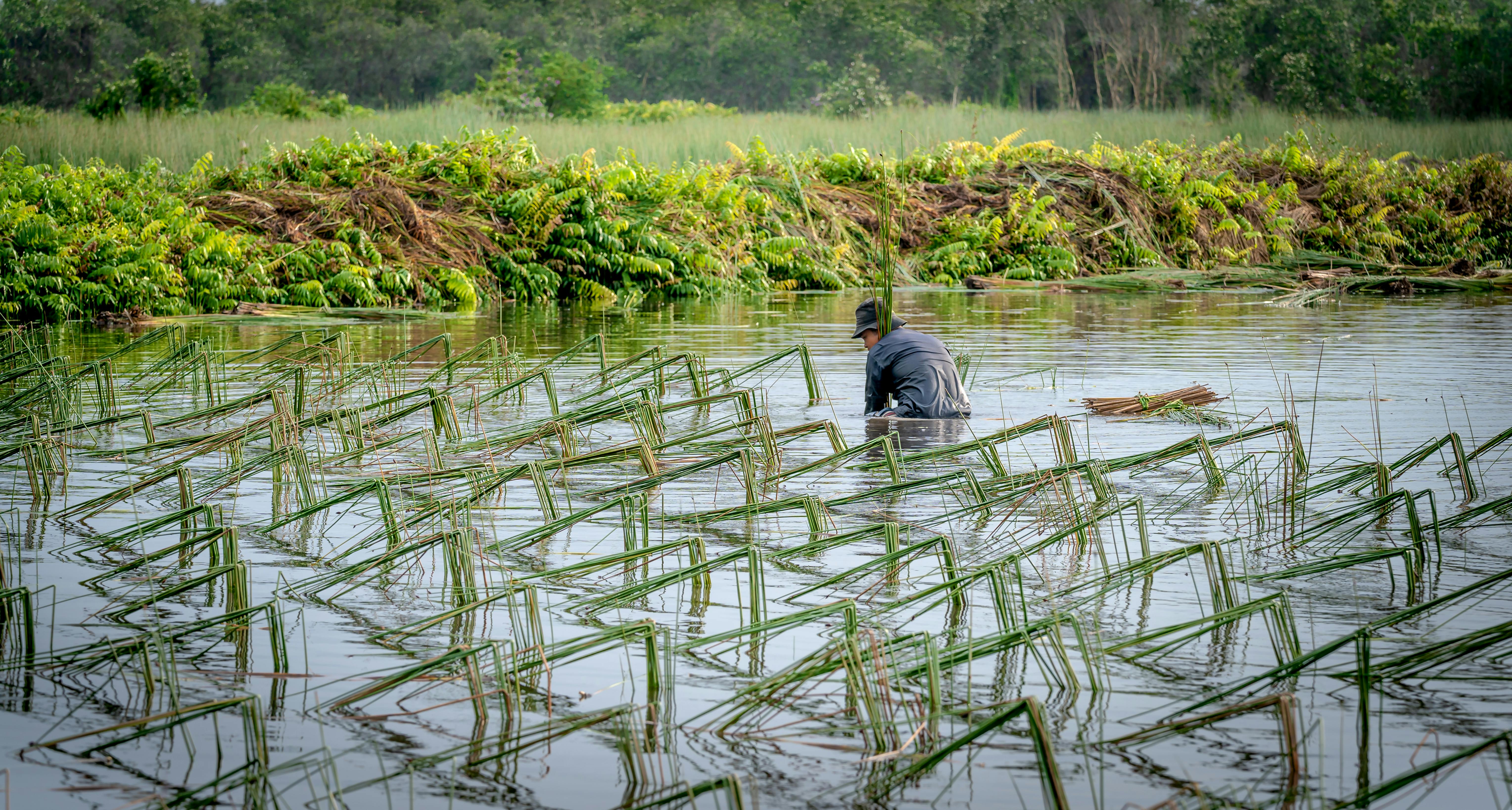 Man Working in Rice Field in Water · Free Stock Photo