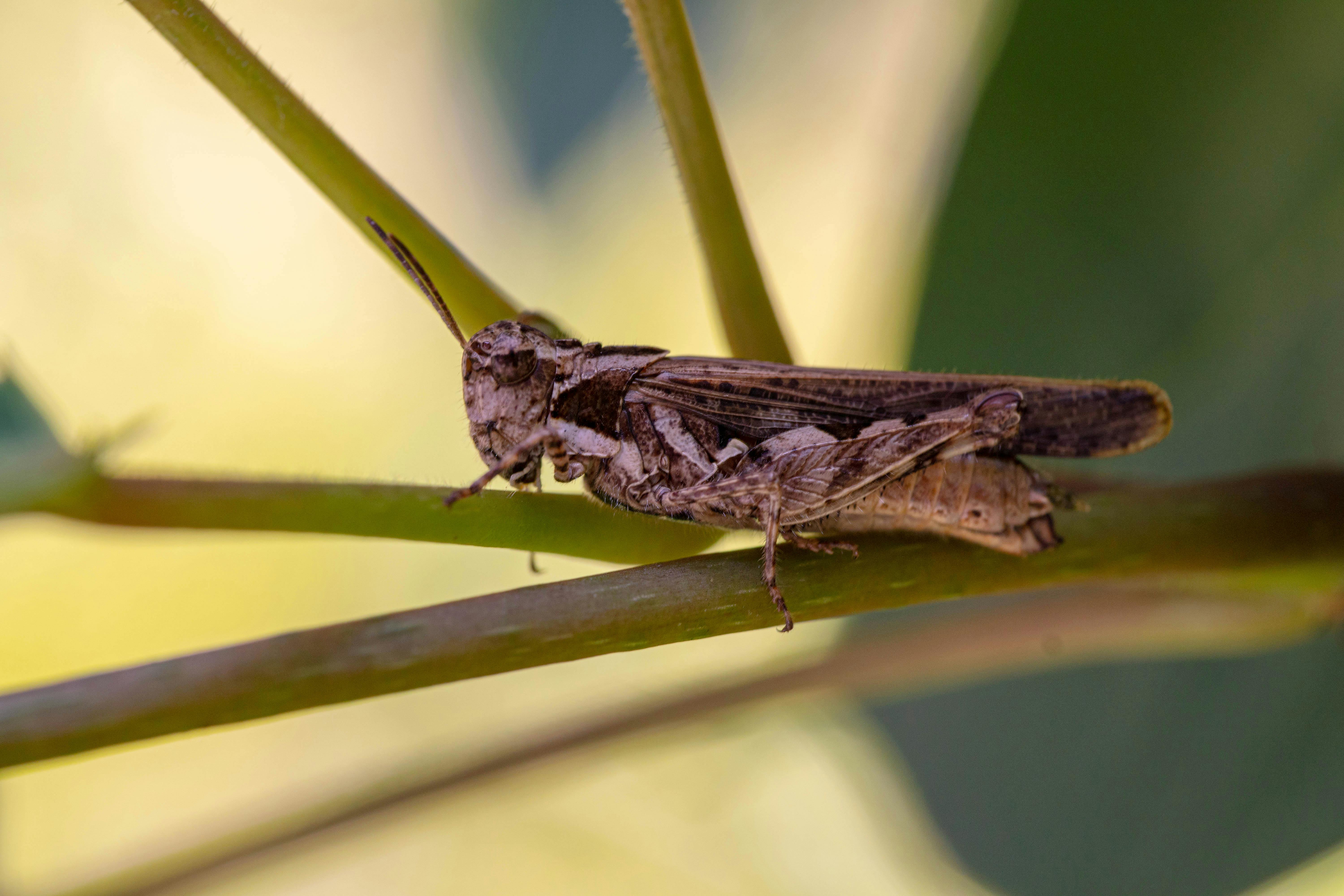 Grasshopper collection photos by me 11个图片和视频，由Oktavianus Mulyadi收藏