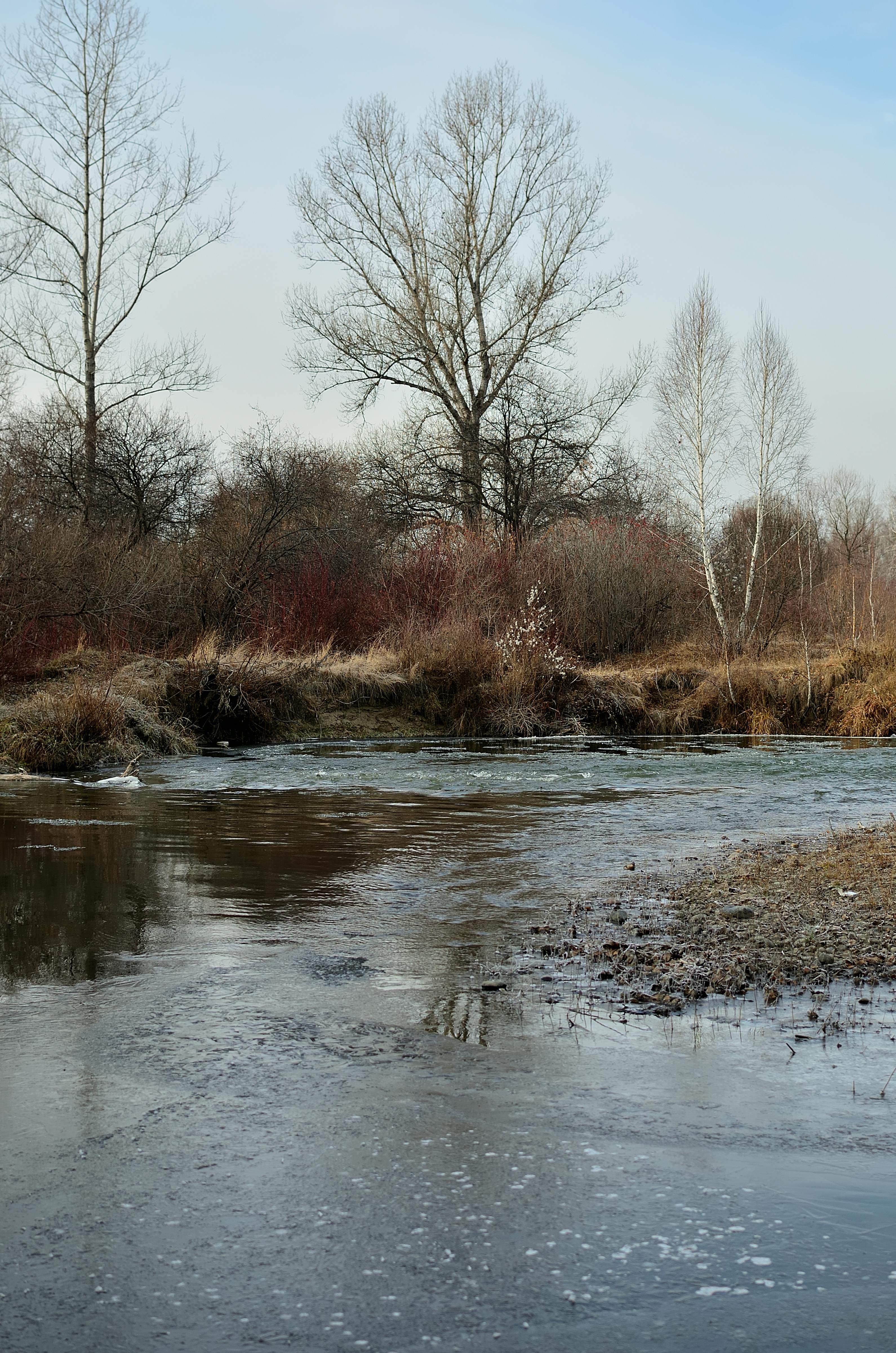 Leafless Trees on the Sidewalk · Free Stock Photo