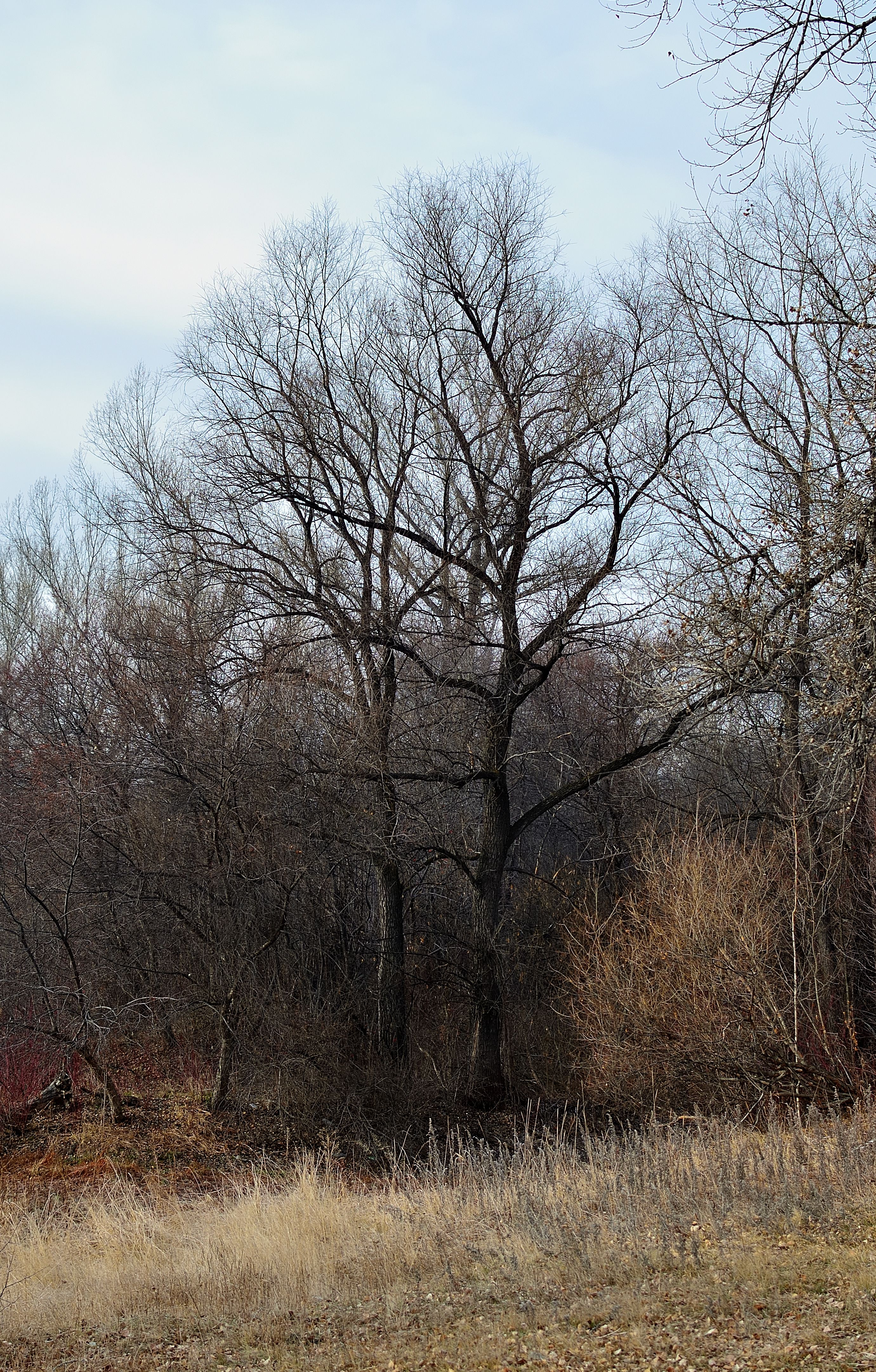 Trees with Bare Branches · Free Stock Photo
