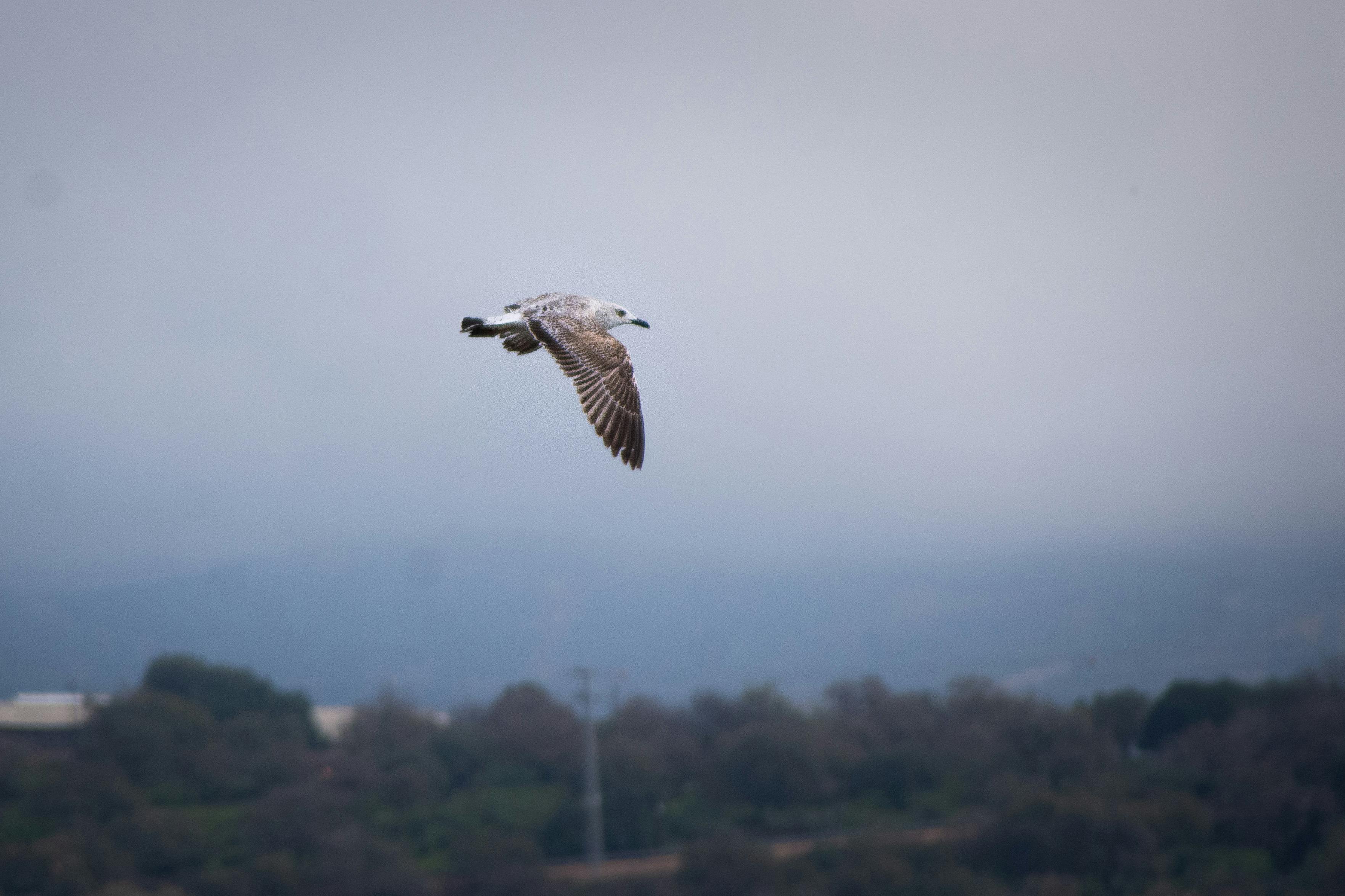 Flying Yellow Bird · Free Stock Photo