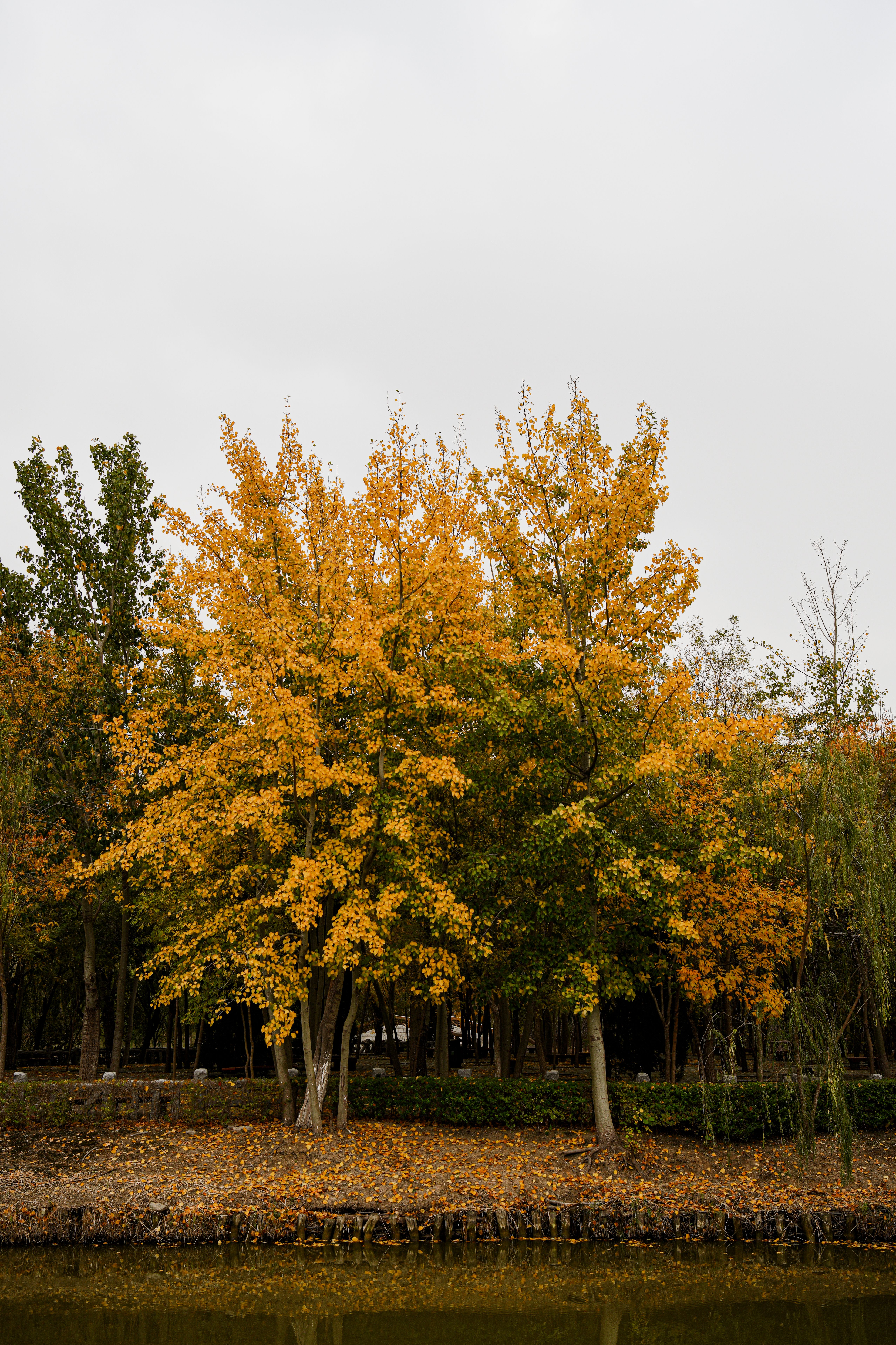 Autumn Trees near Lake · Free Stock Photo