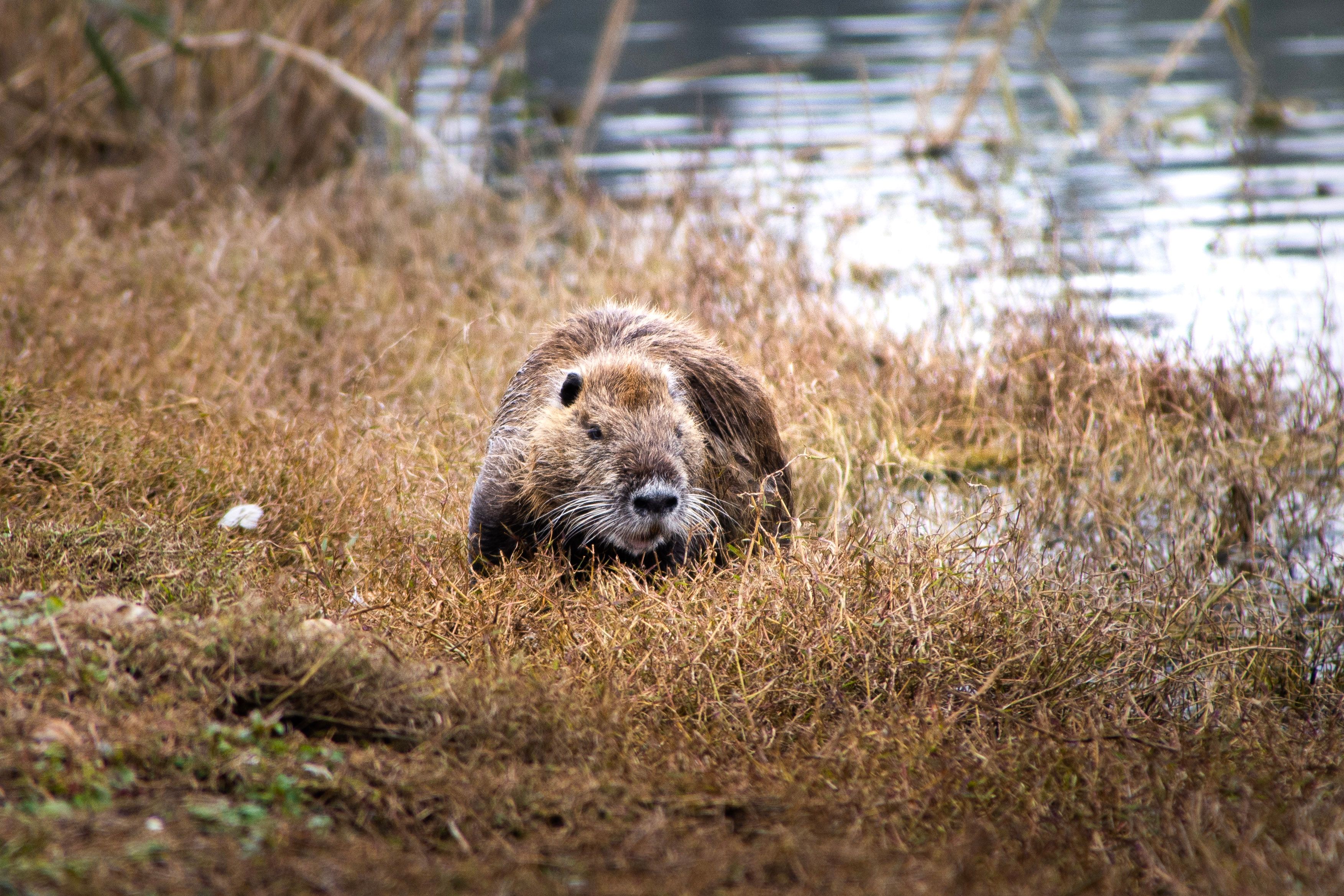 Close-Up Shot of Nutria on Brown Grass · Free Stock Photo