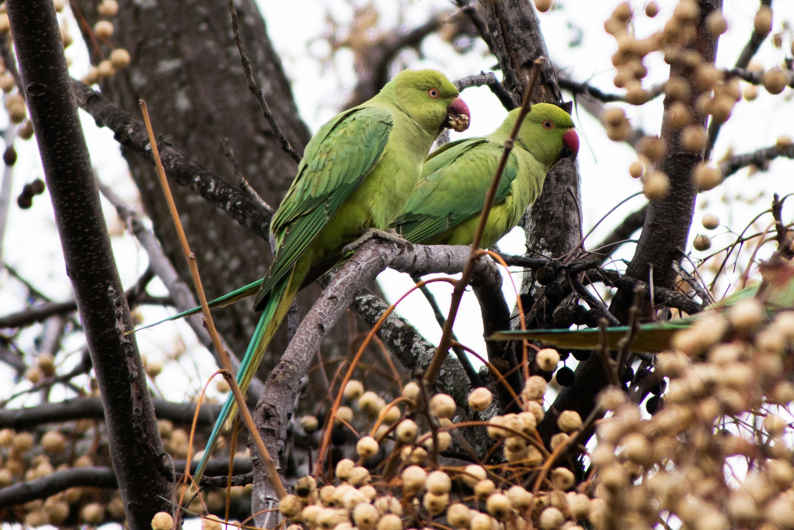 Kissing Parakeets Showing Affection · Free Stock Photo