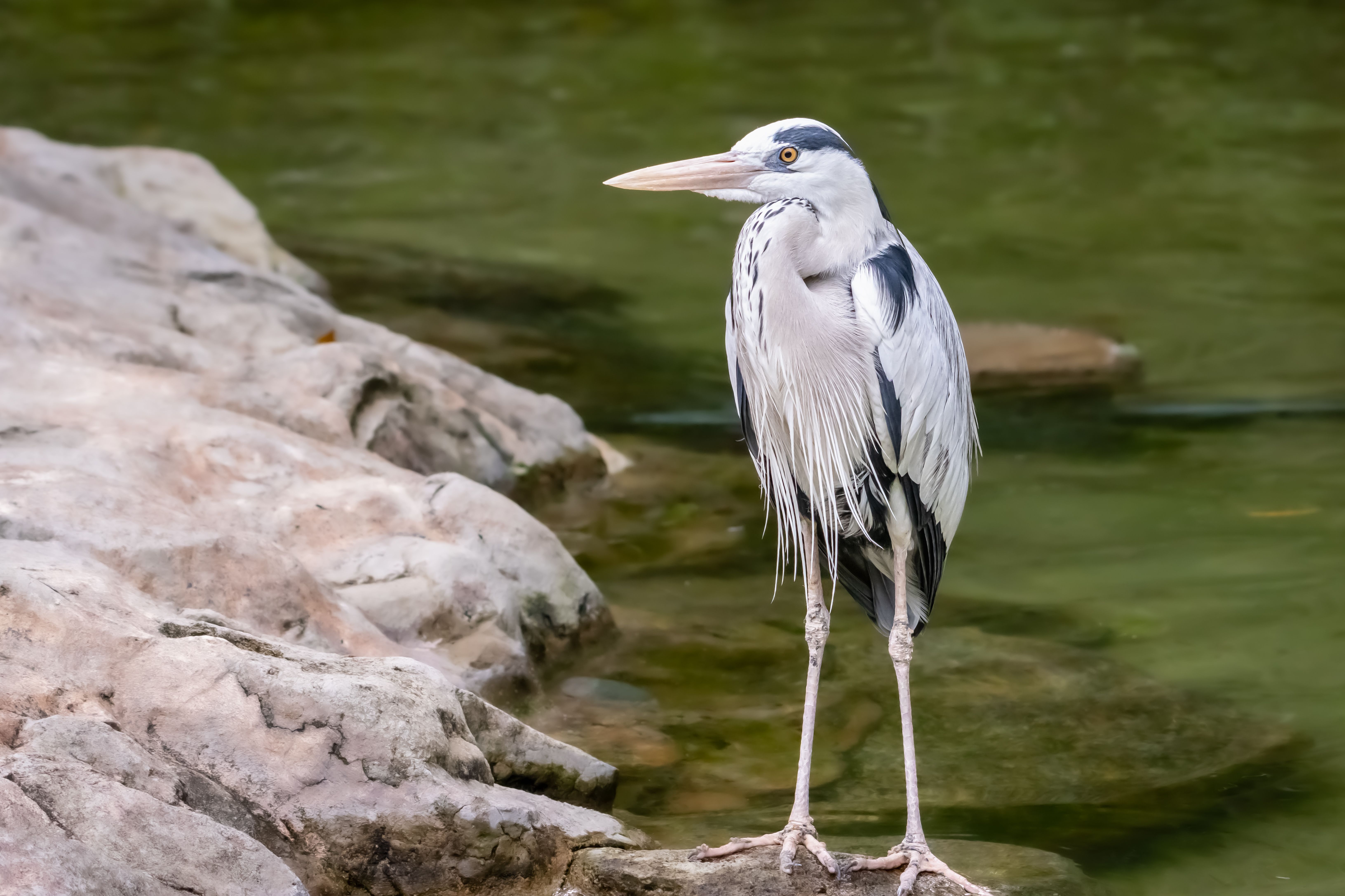 Nature Herons Photos, Download The BEST Free Nature Herons Stock Photos ...