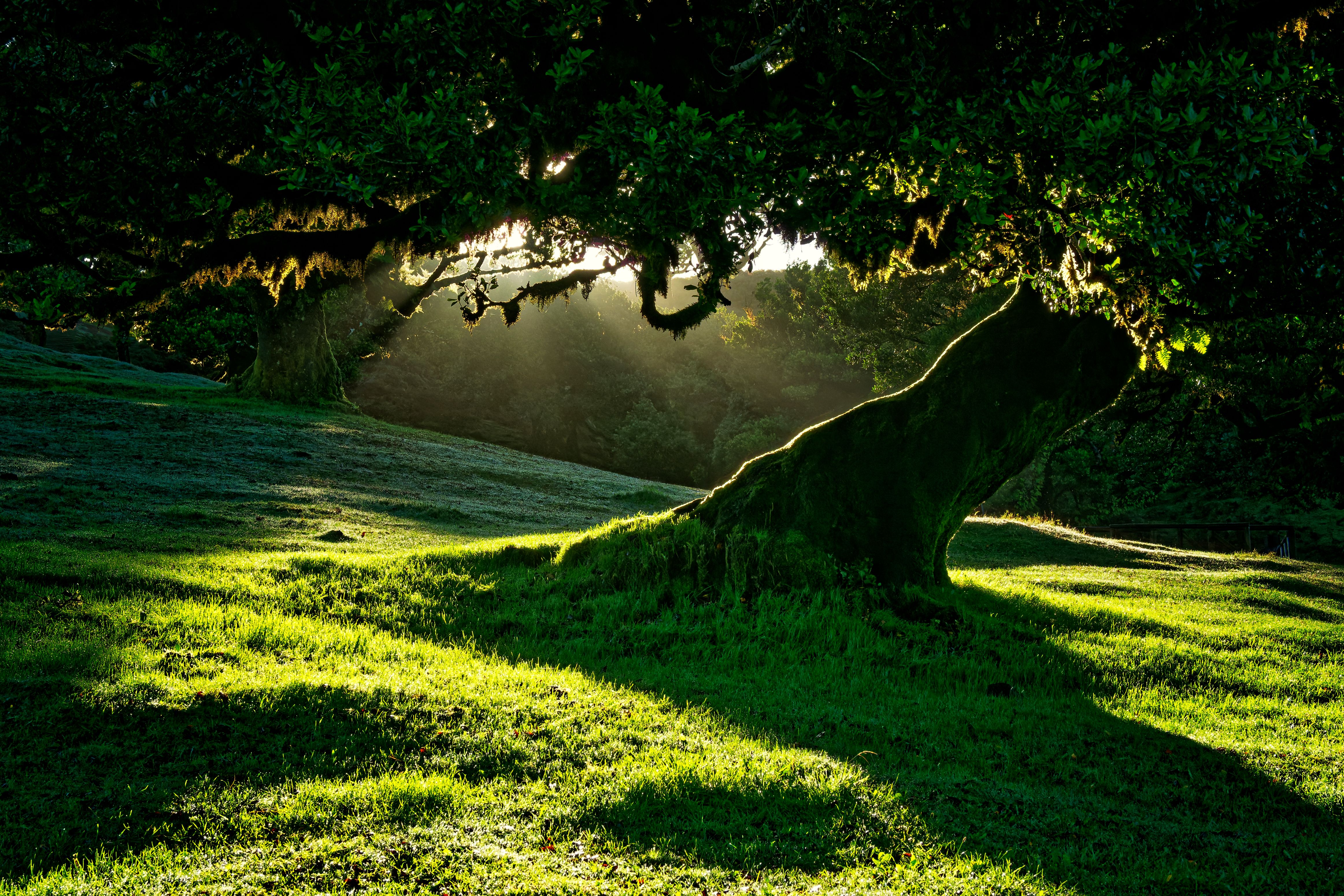 A Tree on the Green Grass · Free Stock Photo