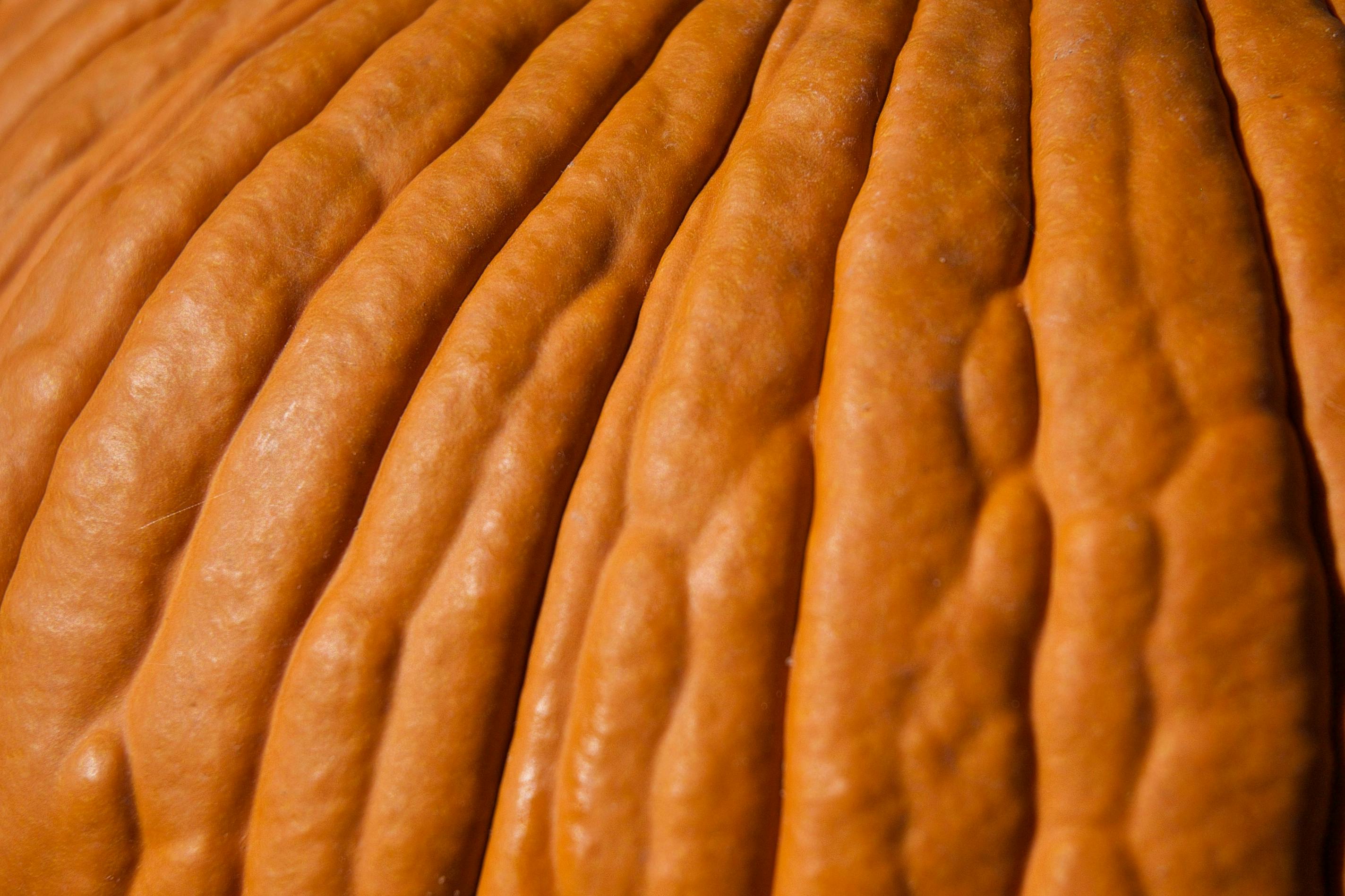 Pumpkin Texture Photos, Download The BEST Free Pumpkin Texture Stock ...