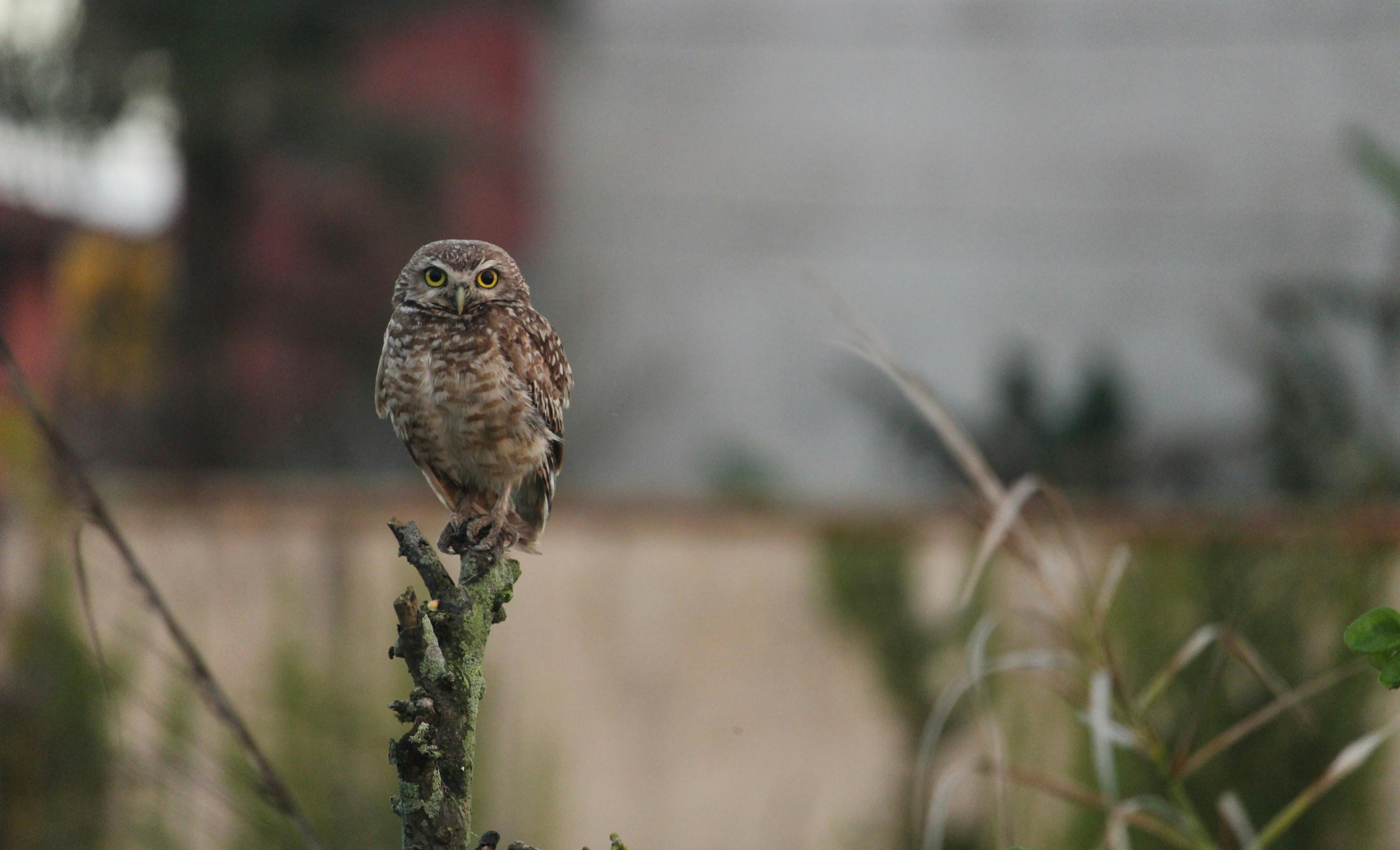 Owl in Nature · Free Stock Photo