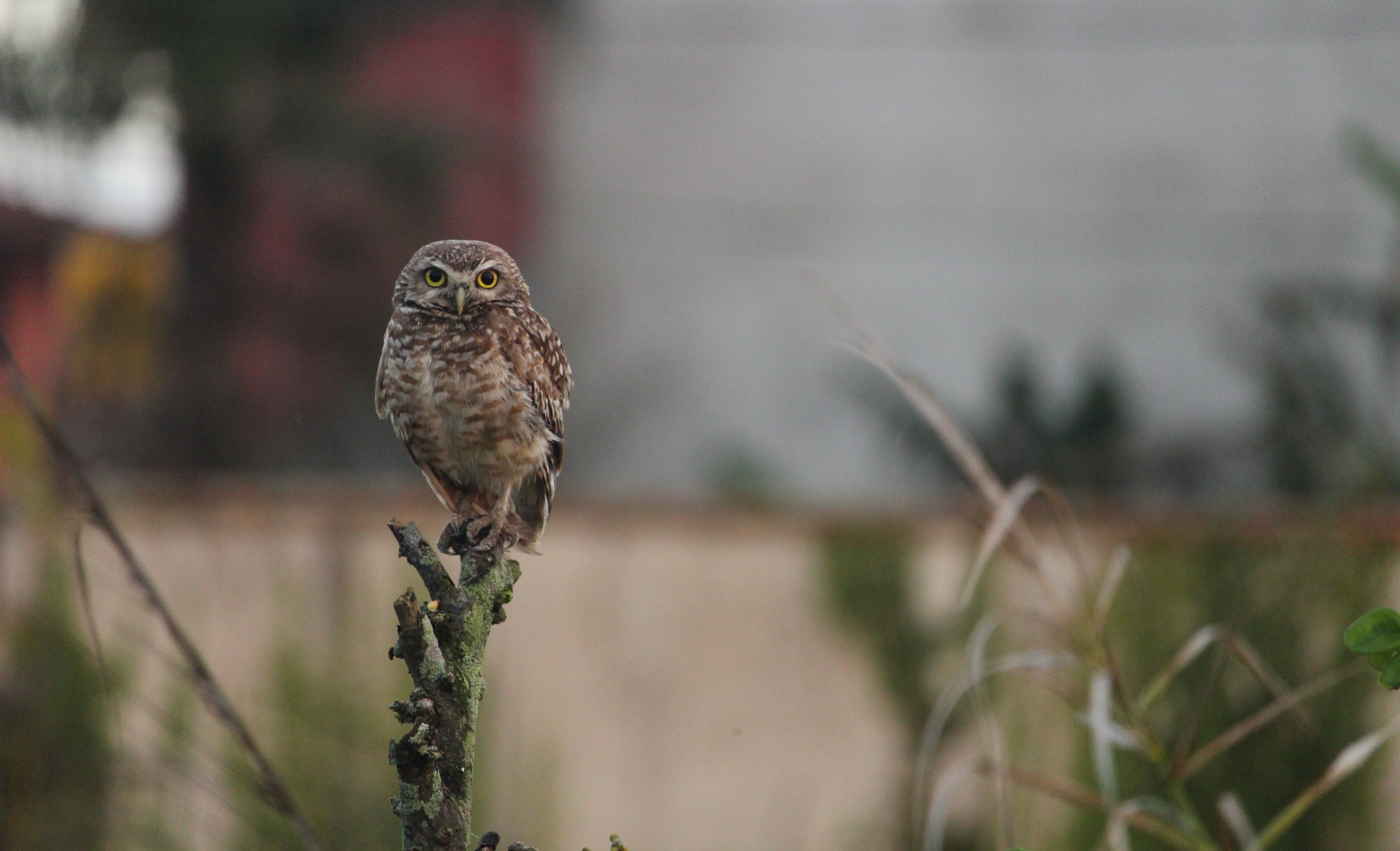 Baby Owl Wallpaper Photos, Download The BEST Free Baby Owl Wallpaper ...